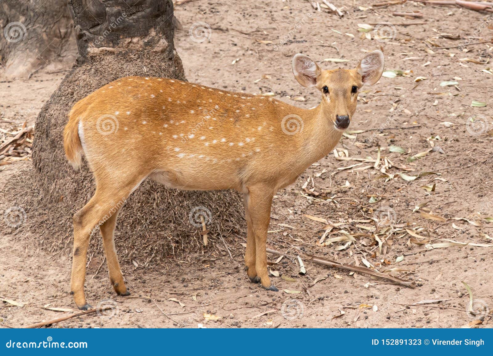 Deer Stating Near Tree, Staring into the Camera Stock Image - Image of ...