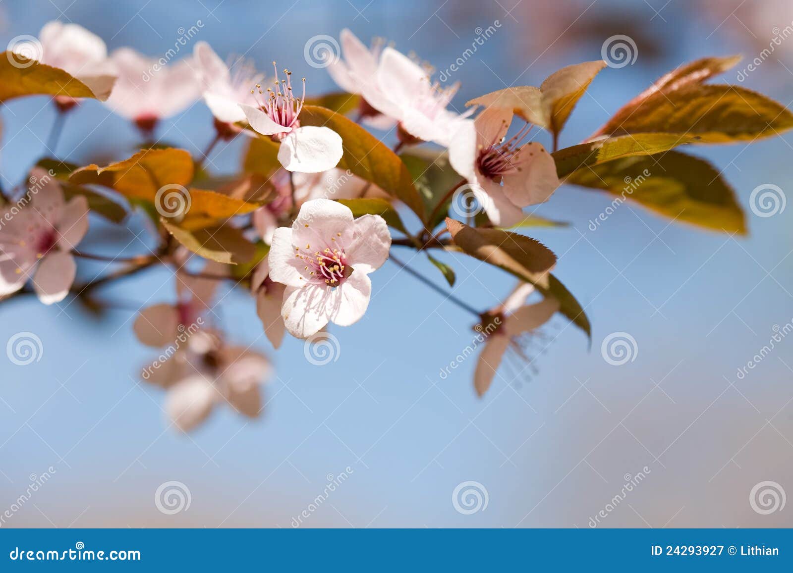 Beautiful Delicate Early Spring Flowers. Stock Image - Image of flowers ...