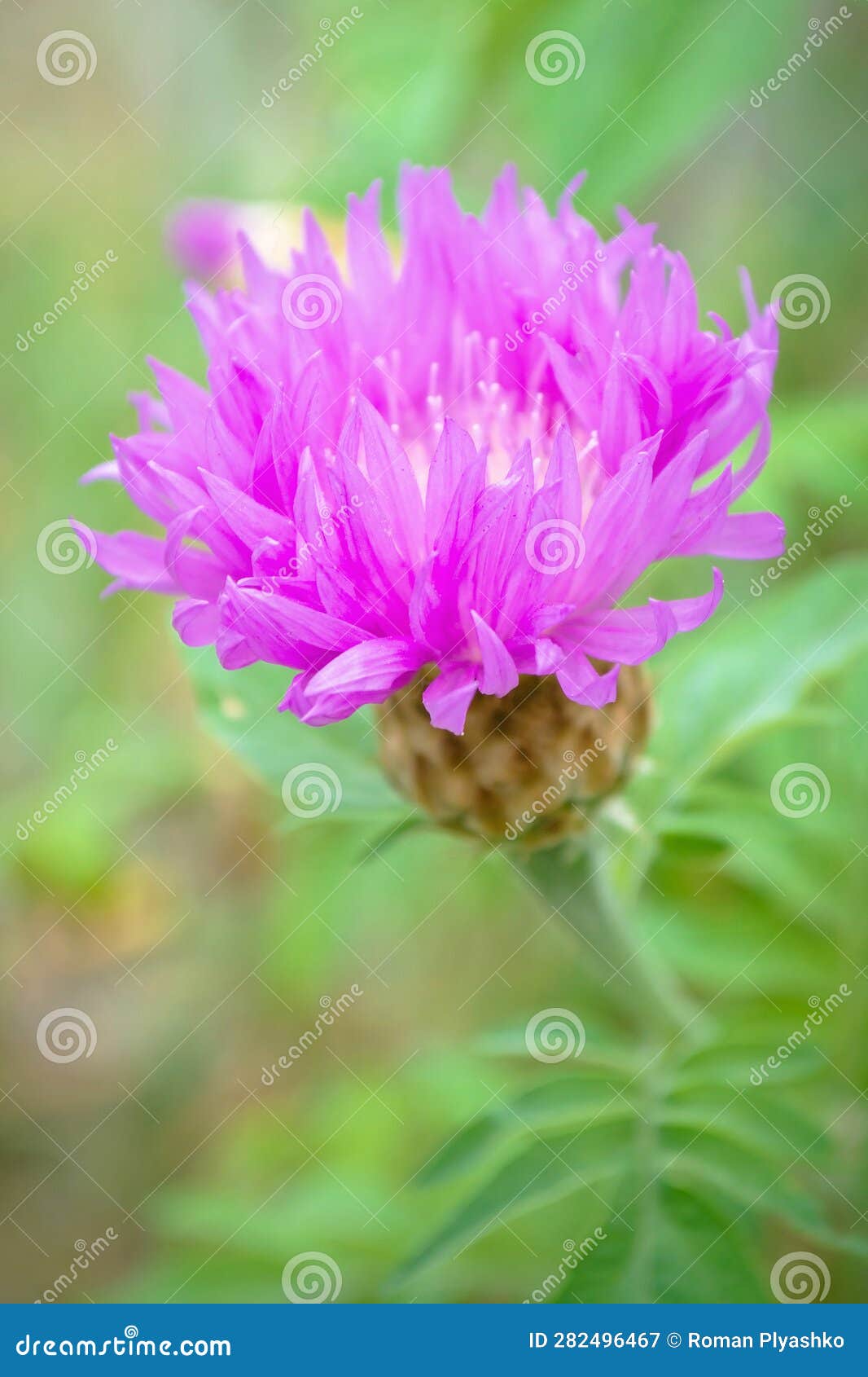 A Beautiful, Delicate Flower from Nowhere. a Delicate Pink Flower in ...
