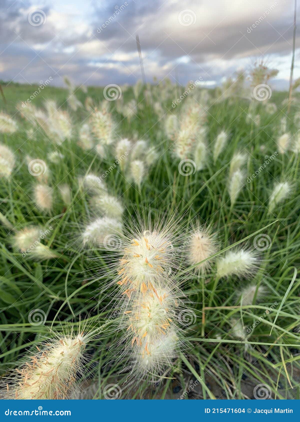 Beautiful Delicate Fluffy Grass Seeds Stock Photo - Image of fresh ...