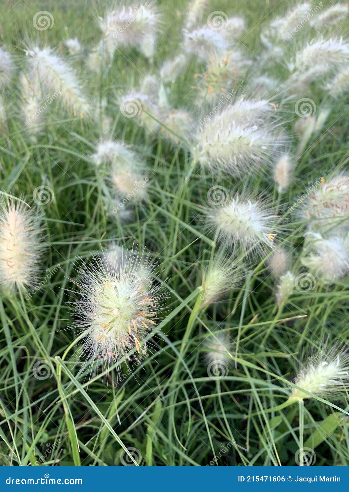Beautiful Delicate Fluffy Grass Seeds Stock Photo - Image of field ...