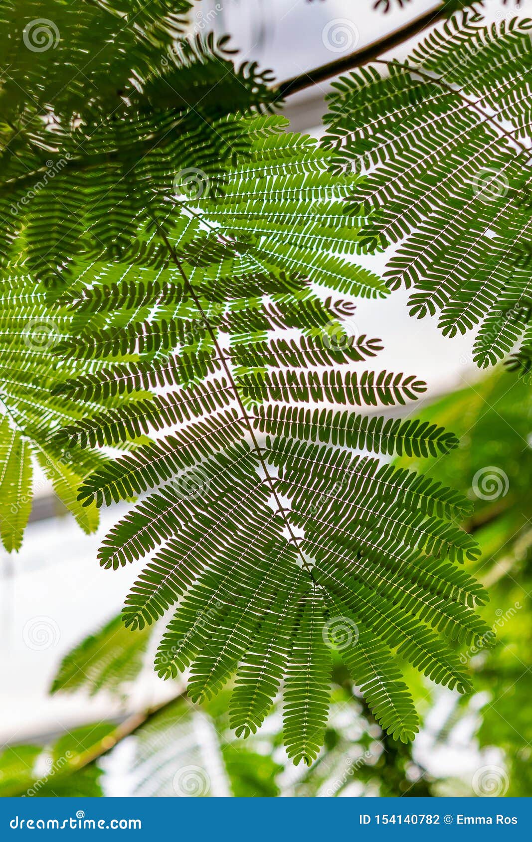 The Beautiful Delicate Leave of a Delonix Regia or Flame Tree Stock ...