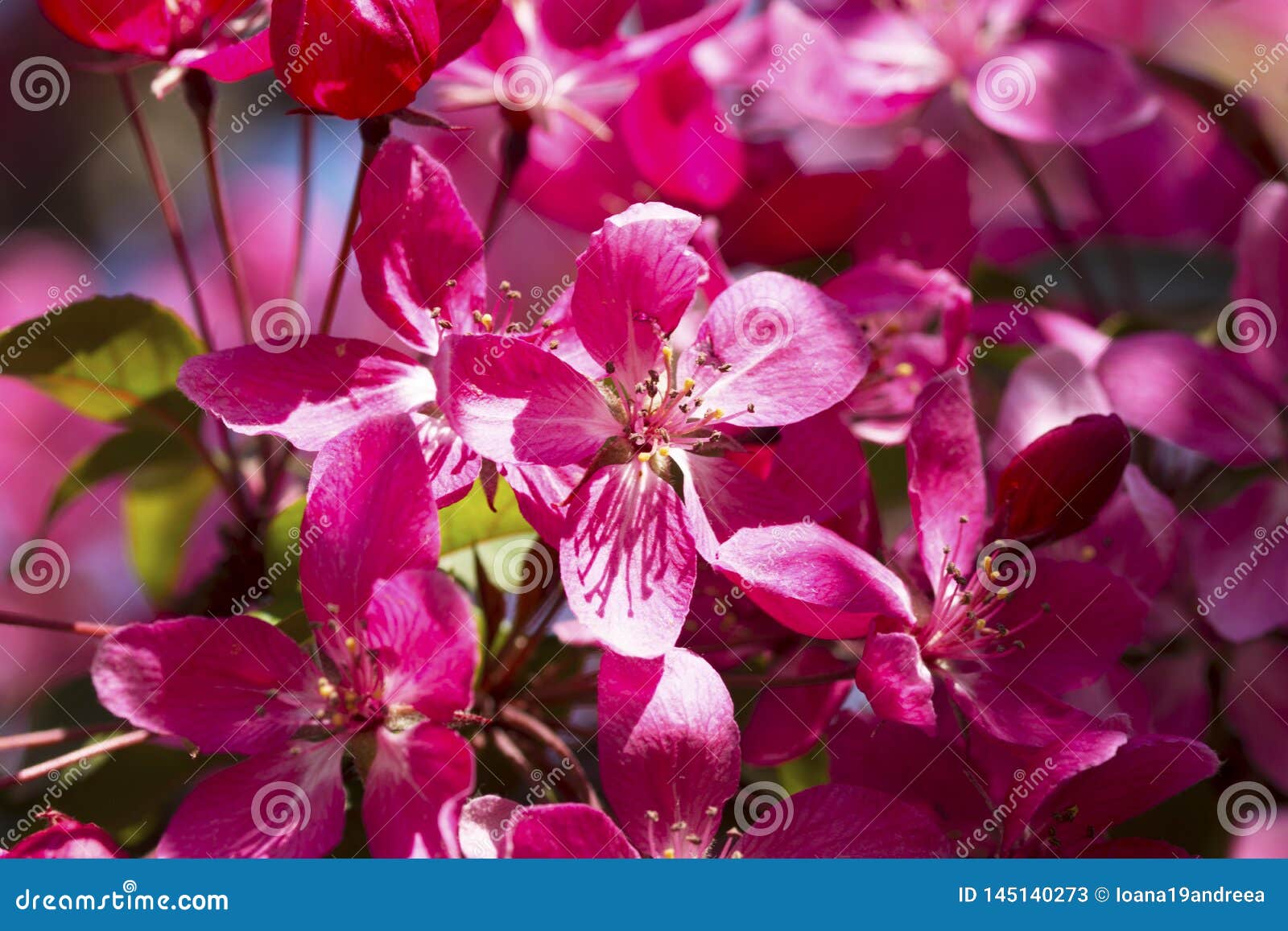 Beautiful and Delicate Pink Spring Flowers in a Blooming Tree Stock ...