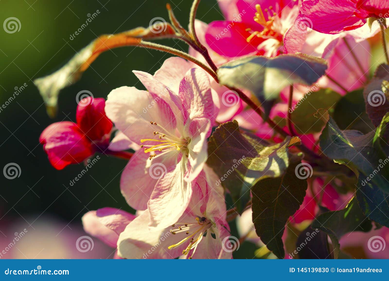Beautiful and Delicate Pink Spring Flowers in the Sunlight Stock Photo ...