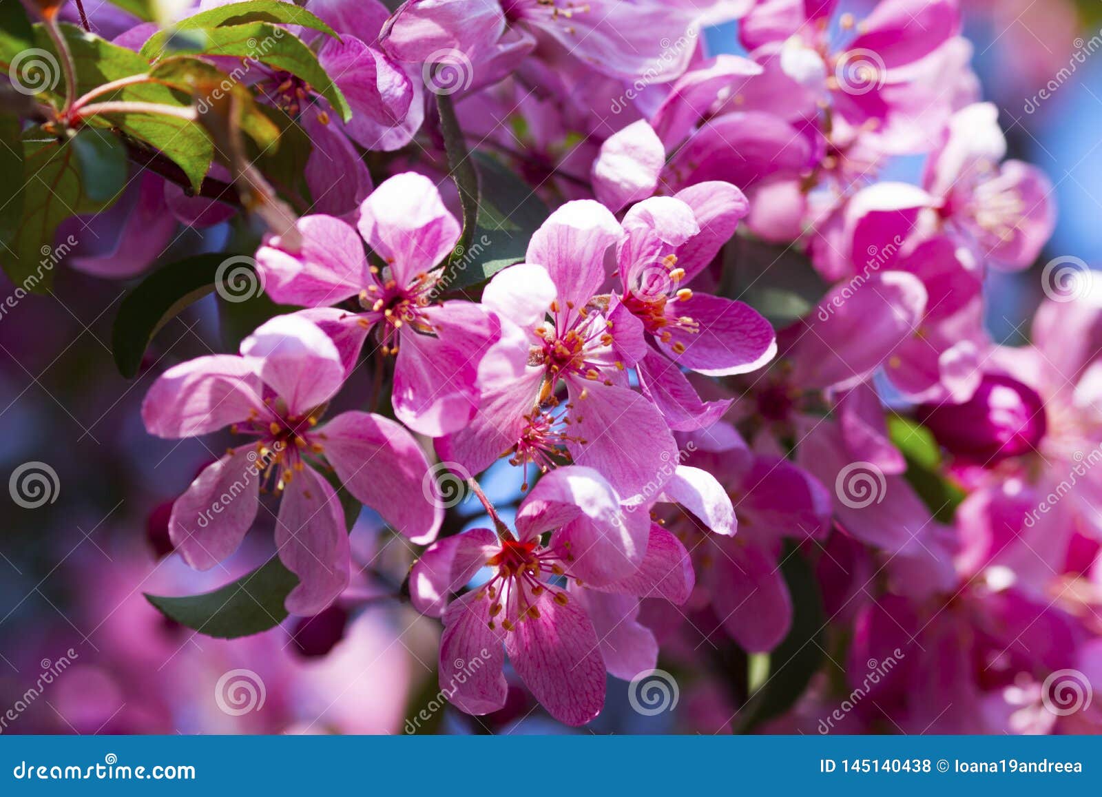Beautiful and Delicate Pink Spring Flowers in the Sunlight Stock Photo ...