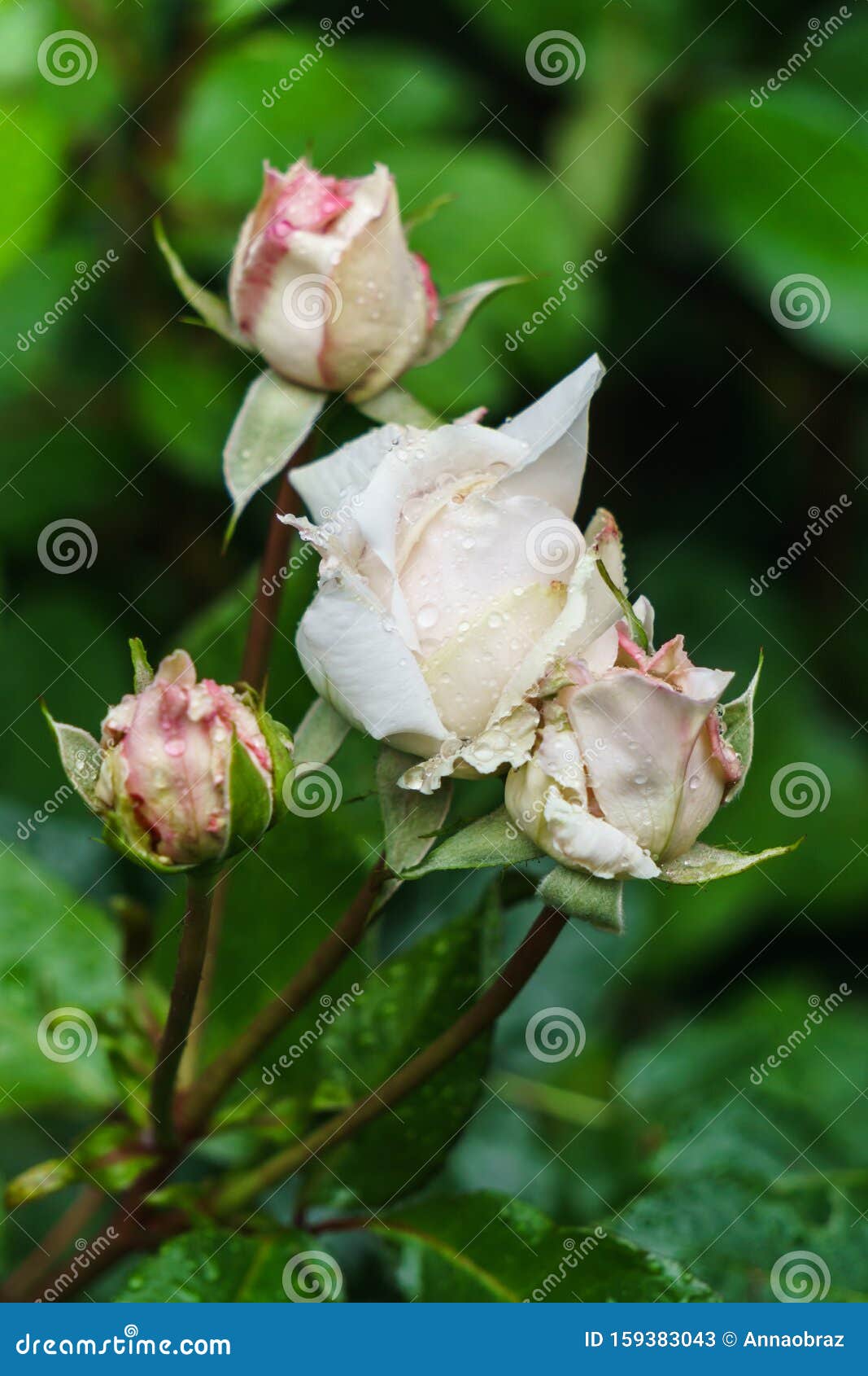 Beautiful Delicate Pink and White Rosebuds in the Garden Stock Image ...