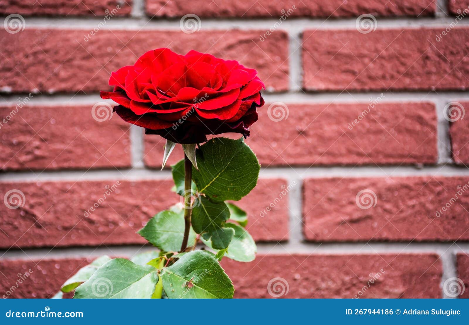 Beautiful and Delicate Red Rose Stock Photo - Image of brick, bouquet ...