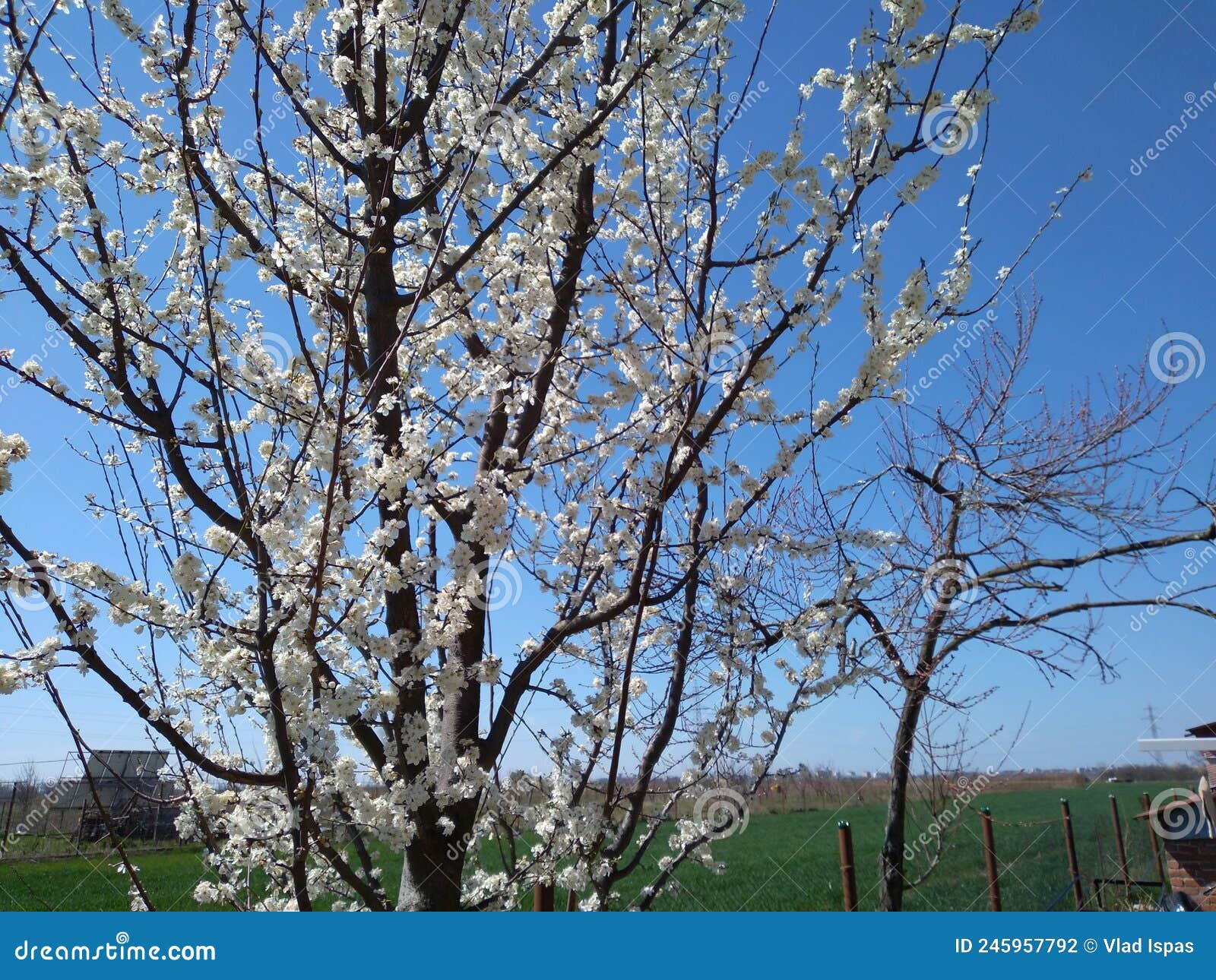 Beautiful Delicate Tree Flowers Blooming, Spring Time with Flowering ...