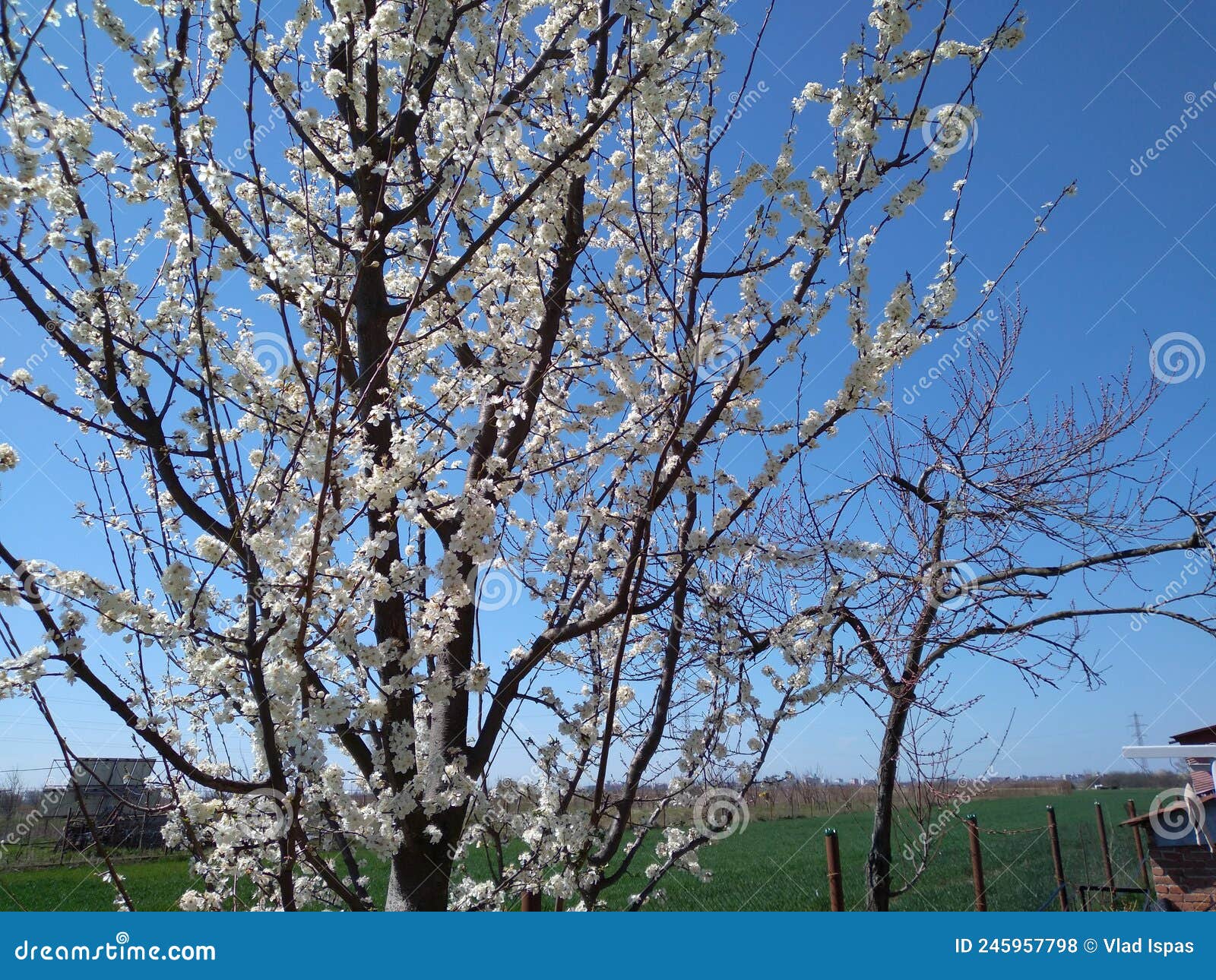 Beautiful Delicate Tree Flowers Blooming, Spring Time with Flowering ...