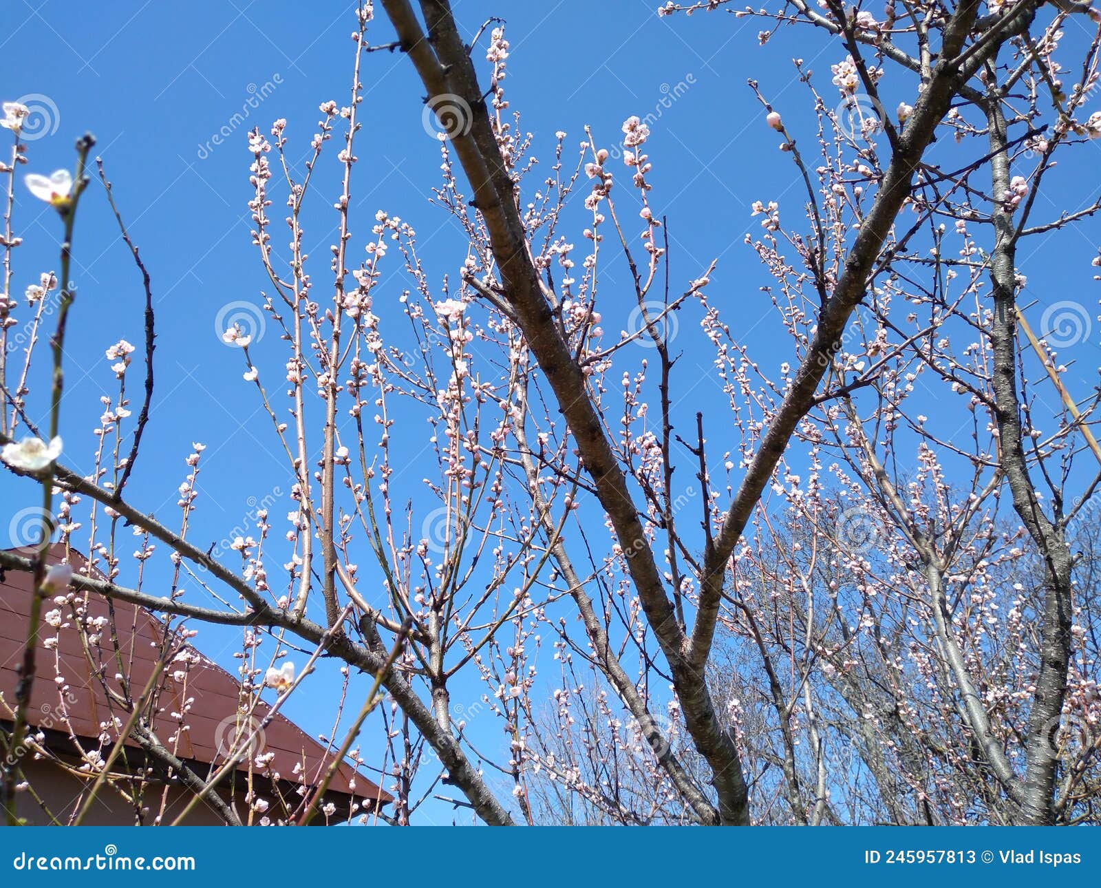 Beautiful Delicate Tree Flowers Blooming, Spring Time with Flowering ...