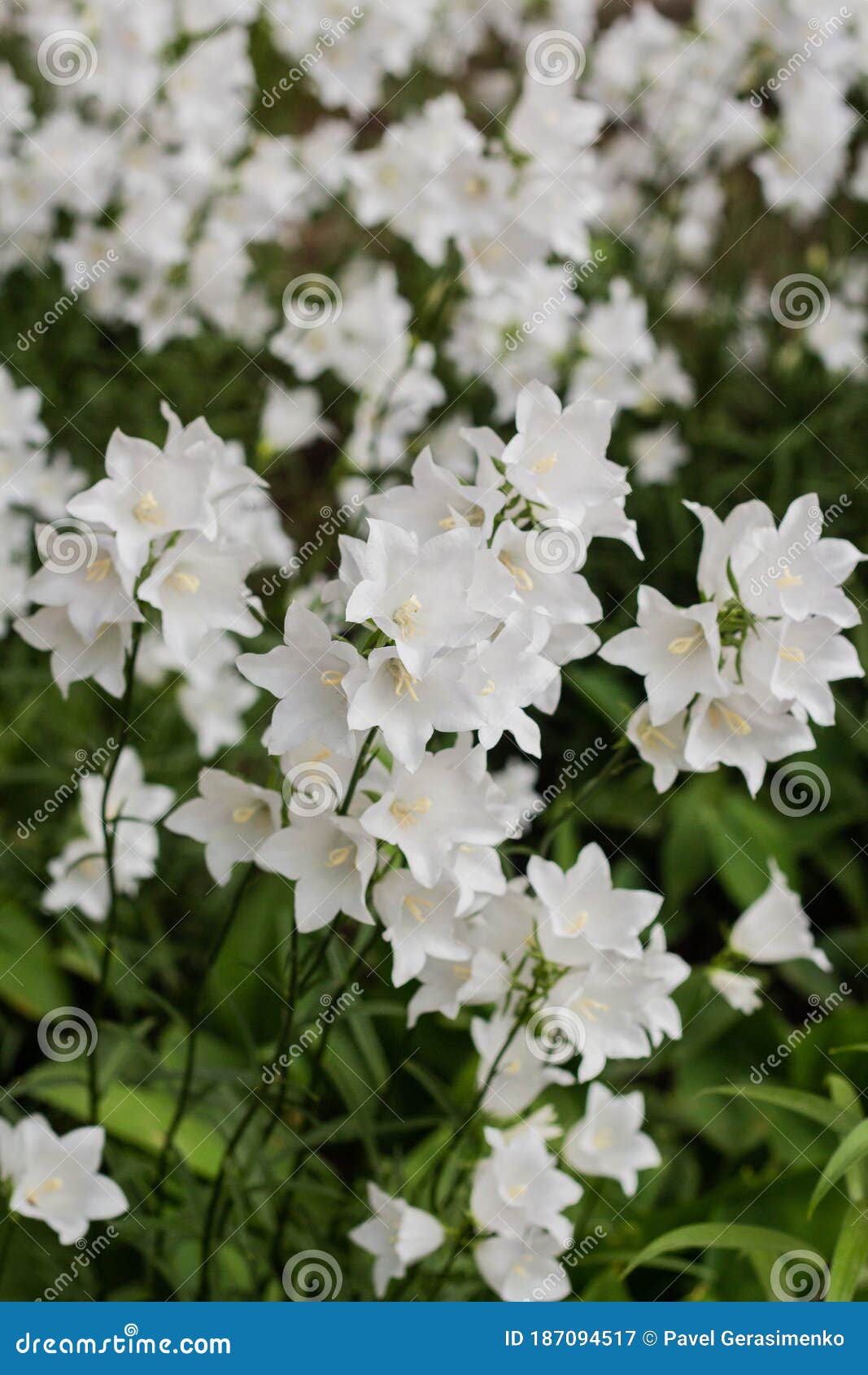 Beautiful Delicate White Bell Flowers Stock Image - Image of nature ...