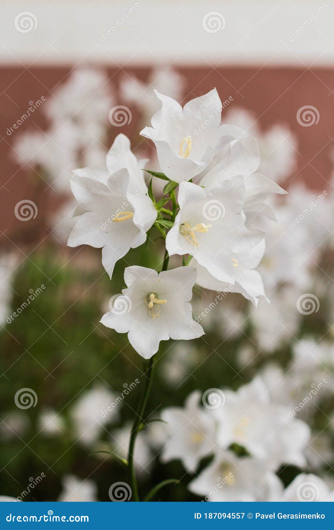 Beautiful Delicate White Bell Flowers Stock Image - Image of carpathian ...