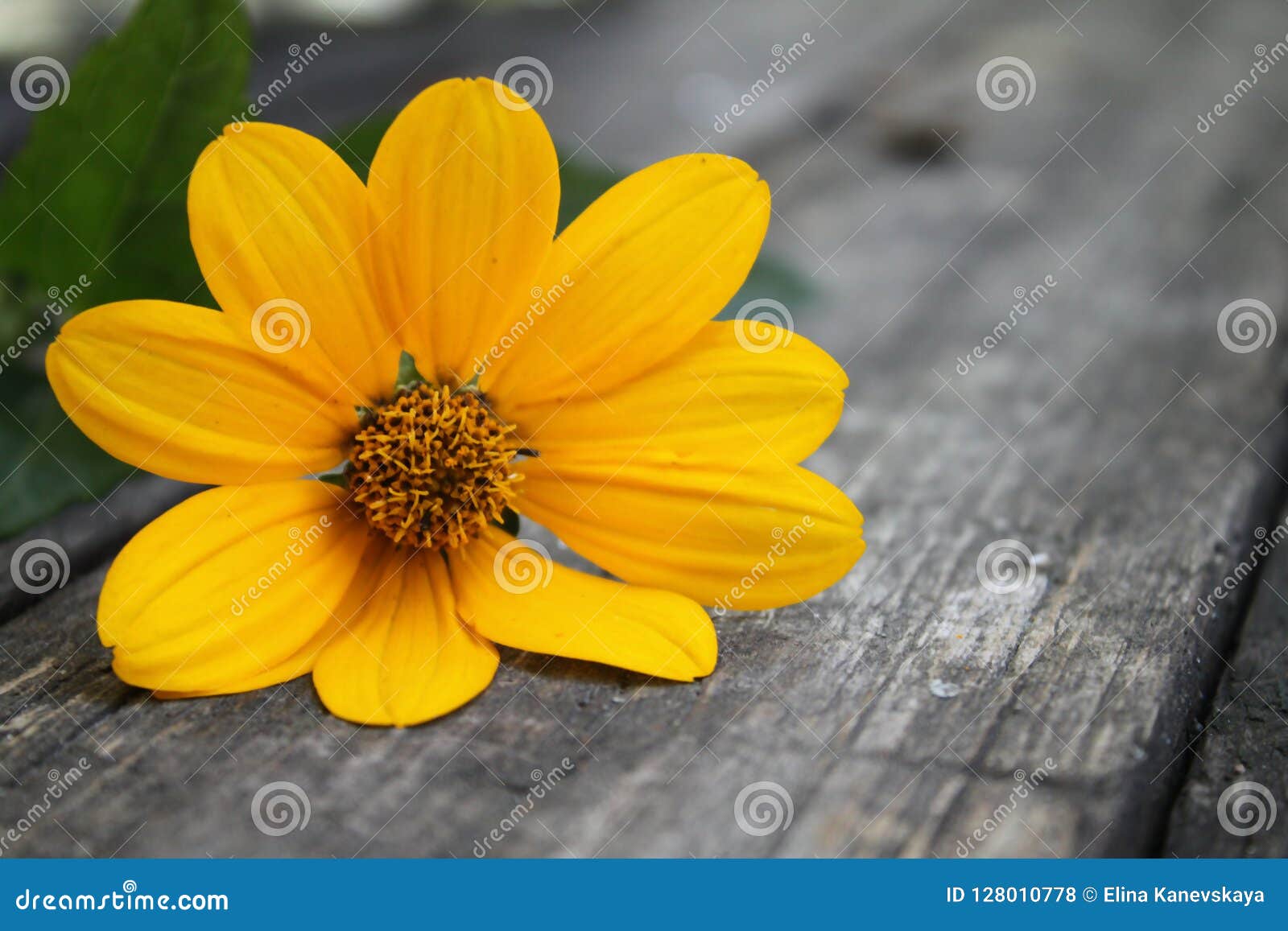 Beautiful Delicate Yellow Fragrant Flower Lies on the Table Stock Photo ...