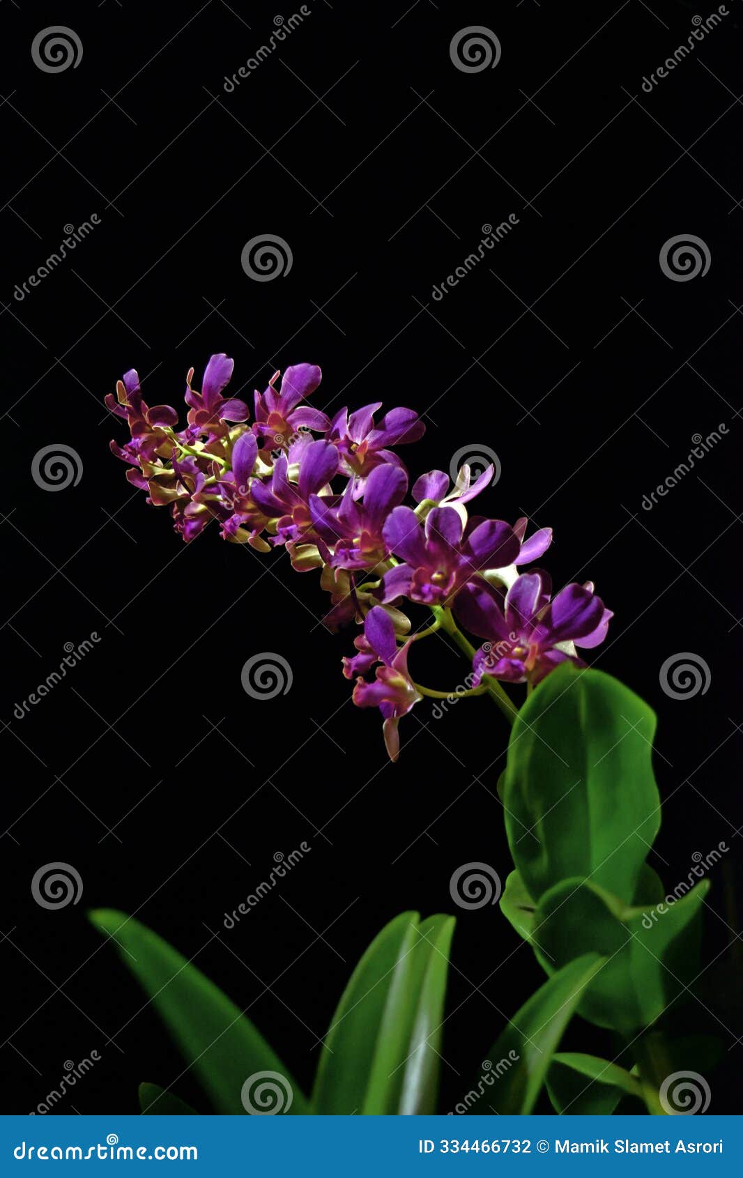 Beautiful Dendrobium Orchid in Bloom at Night Stock Photo - Image of ...