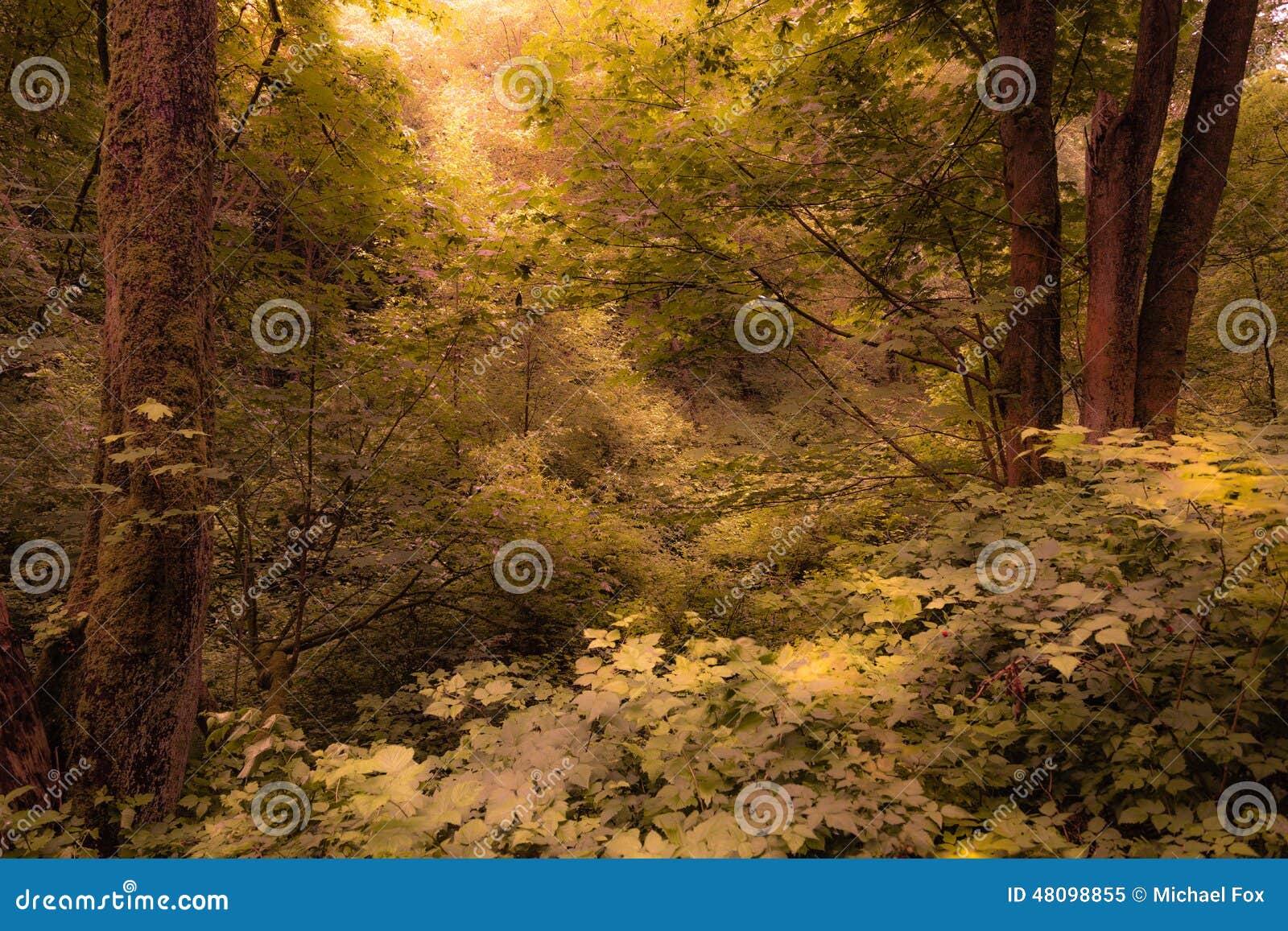 Beautiful Dense Forest stock image. Image of serene, grass - 48098855