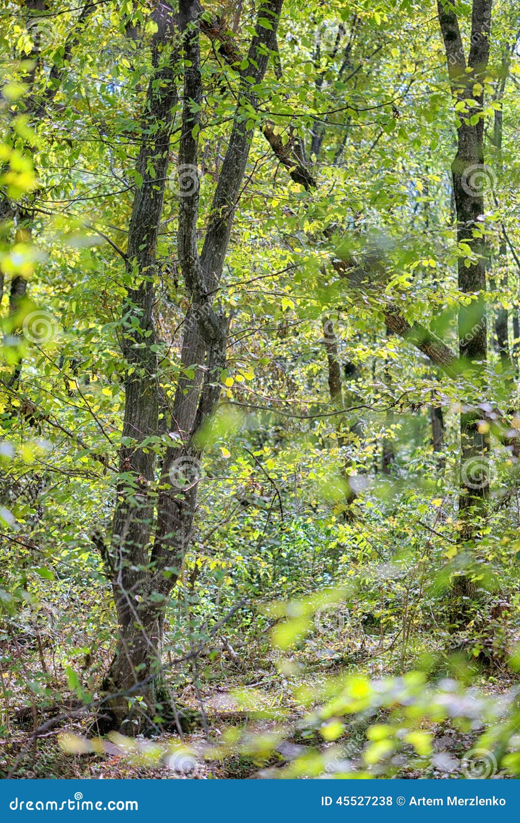 Beautiful Dense Forest, Top View. The Tops Of A Variety Of Trees ...