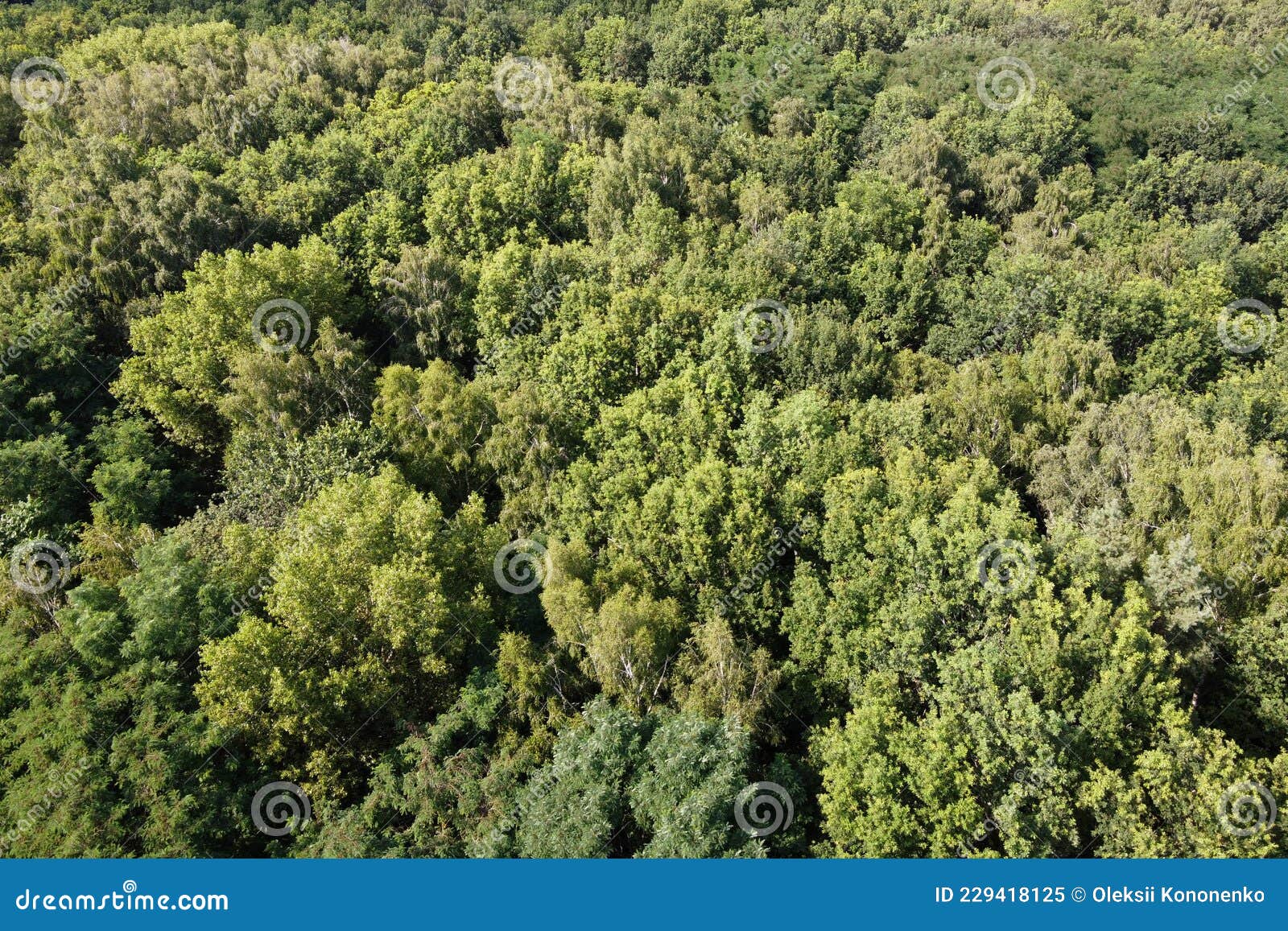 Beautiful Dense Forest, Top View. the Tops of a Variety of Trees Stock ...