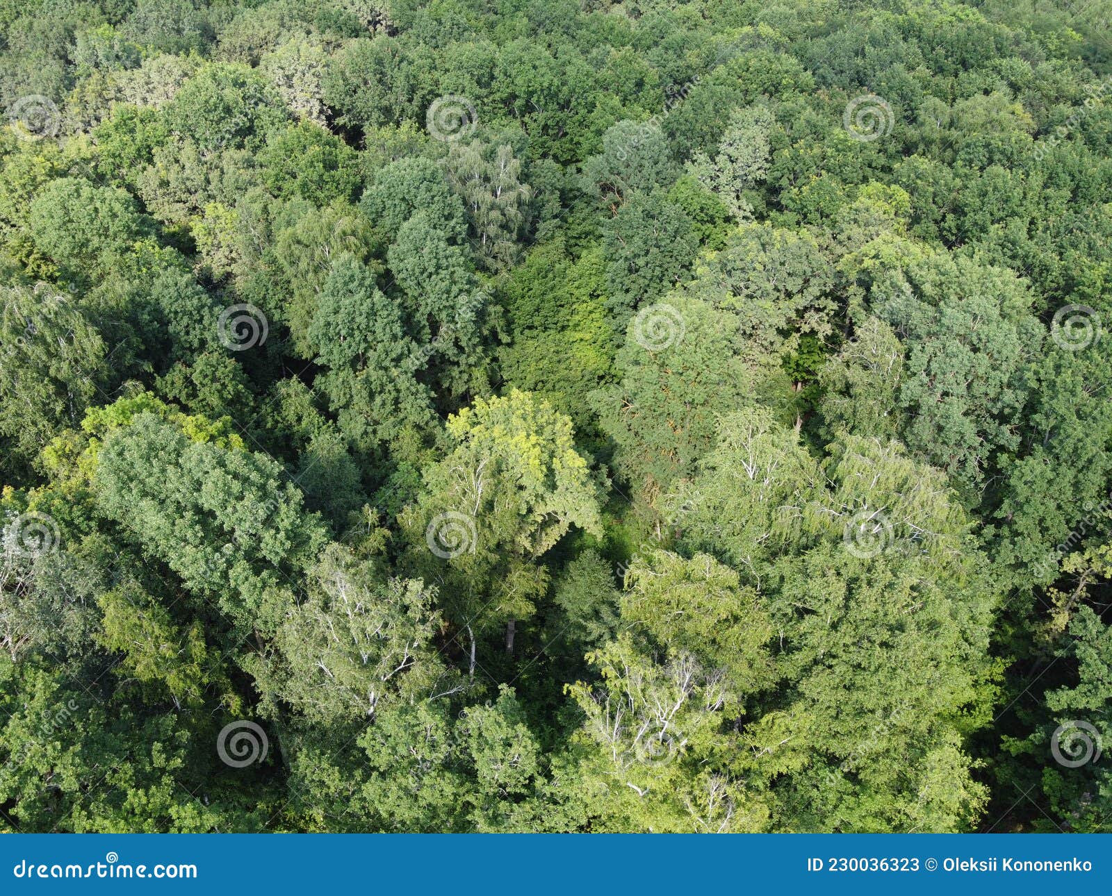 Beautiful Dense Forest, Top View. the Tops of a Variety of Trees Stock ...