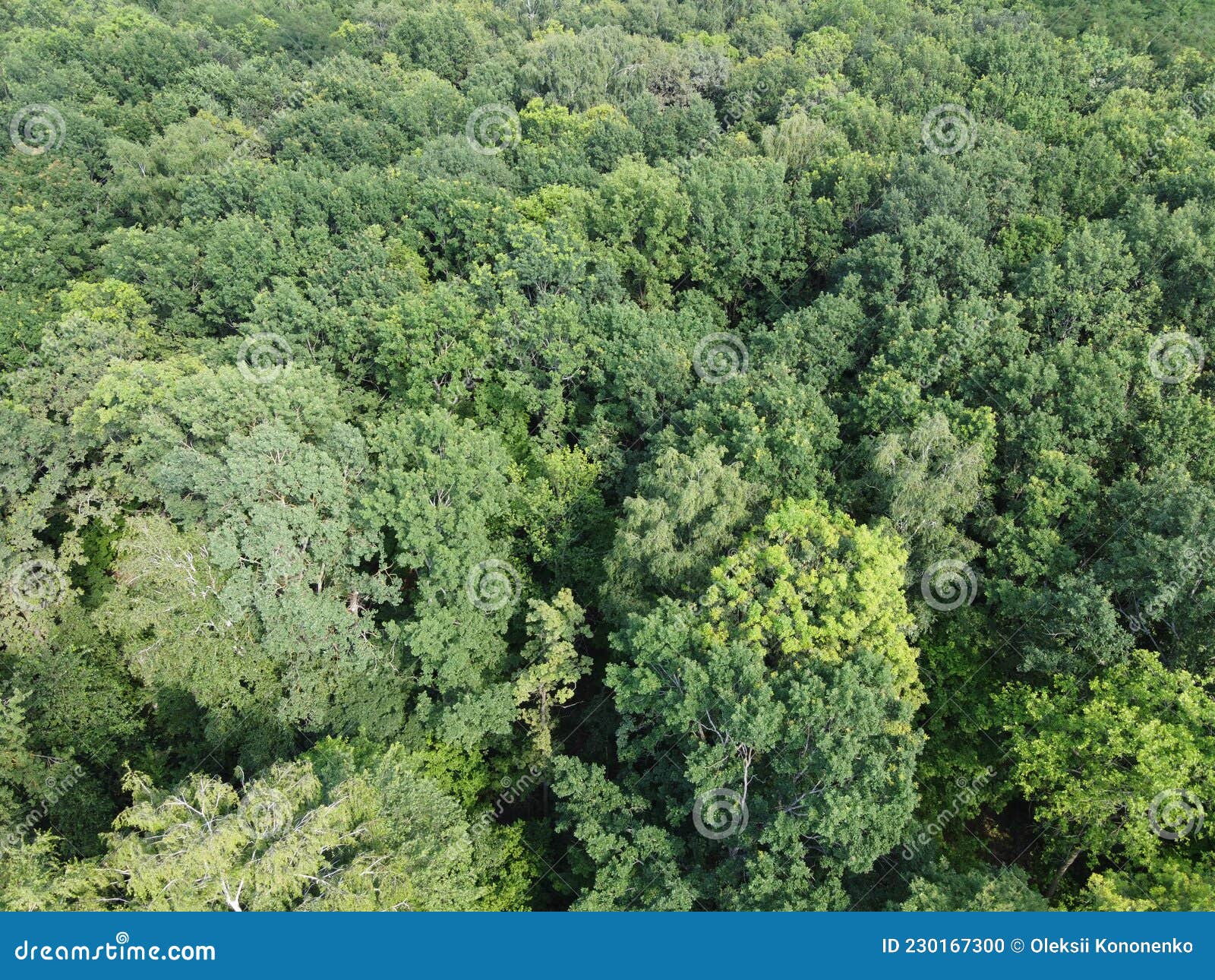 Beautiful Dense Forest, Top View. the Tops of a Variety of Trees Stock ...