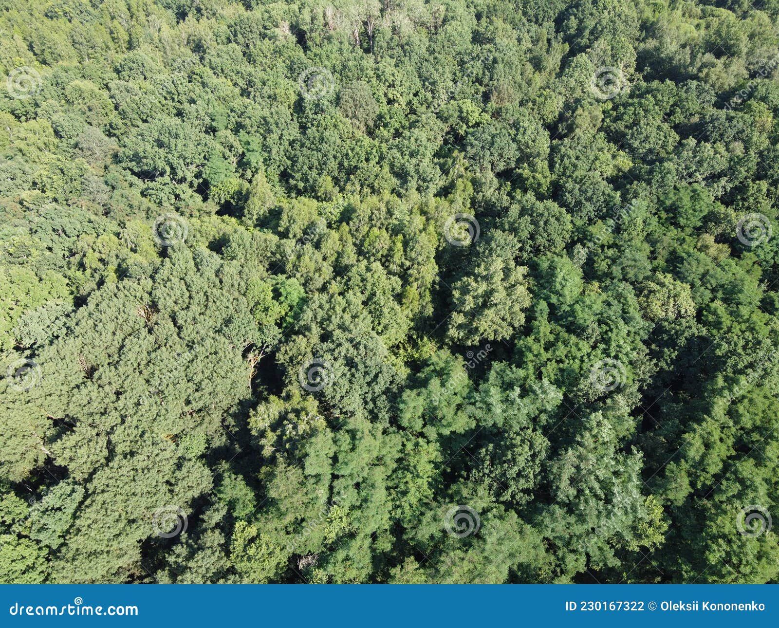 Beautiful Dense Forest, Top View. the Tops of a Variety of Trees Stock ...
