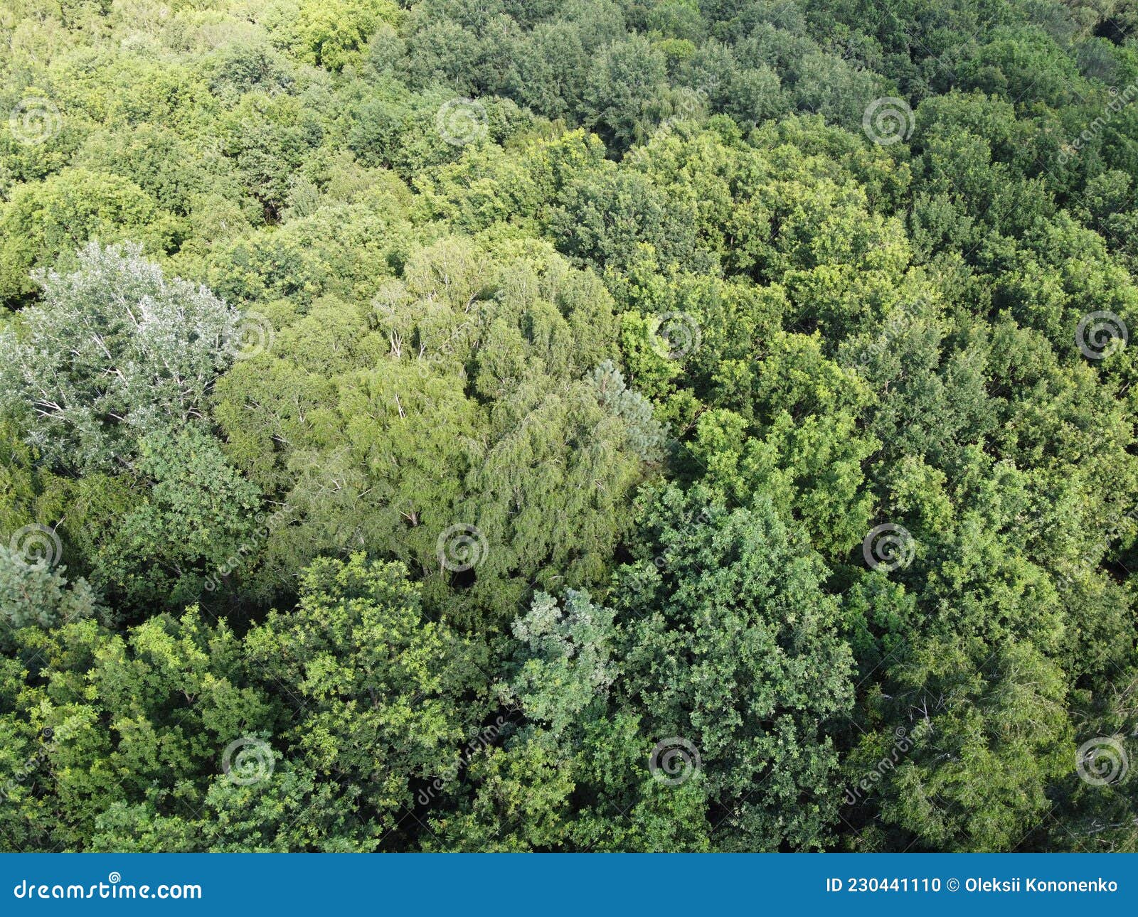 Beautiful Dense Forest, Top View. the Tops of a Variety of Trees Stock ...