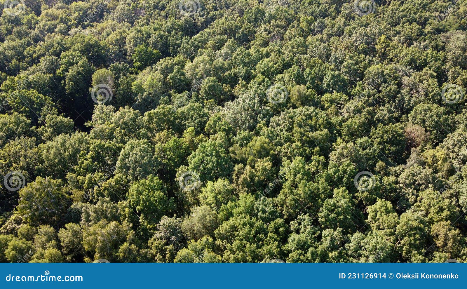 Beautiful Dense Forest, Top View. the Tops of a Variety of Trees Stock ...