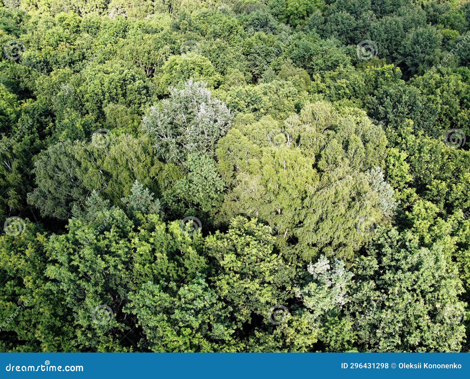 Beautiful Dense Forest, Top View. the Tops of a Variety of Trees Stock ...