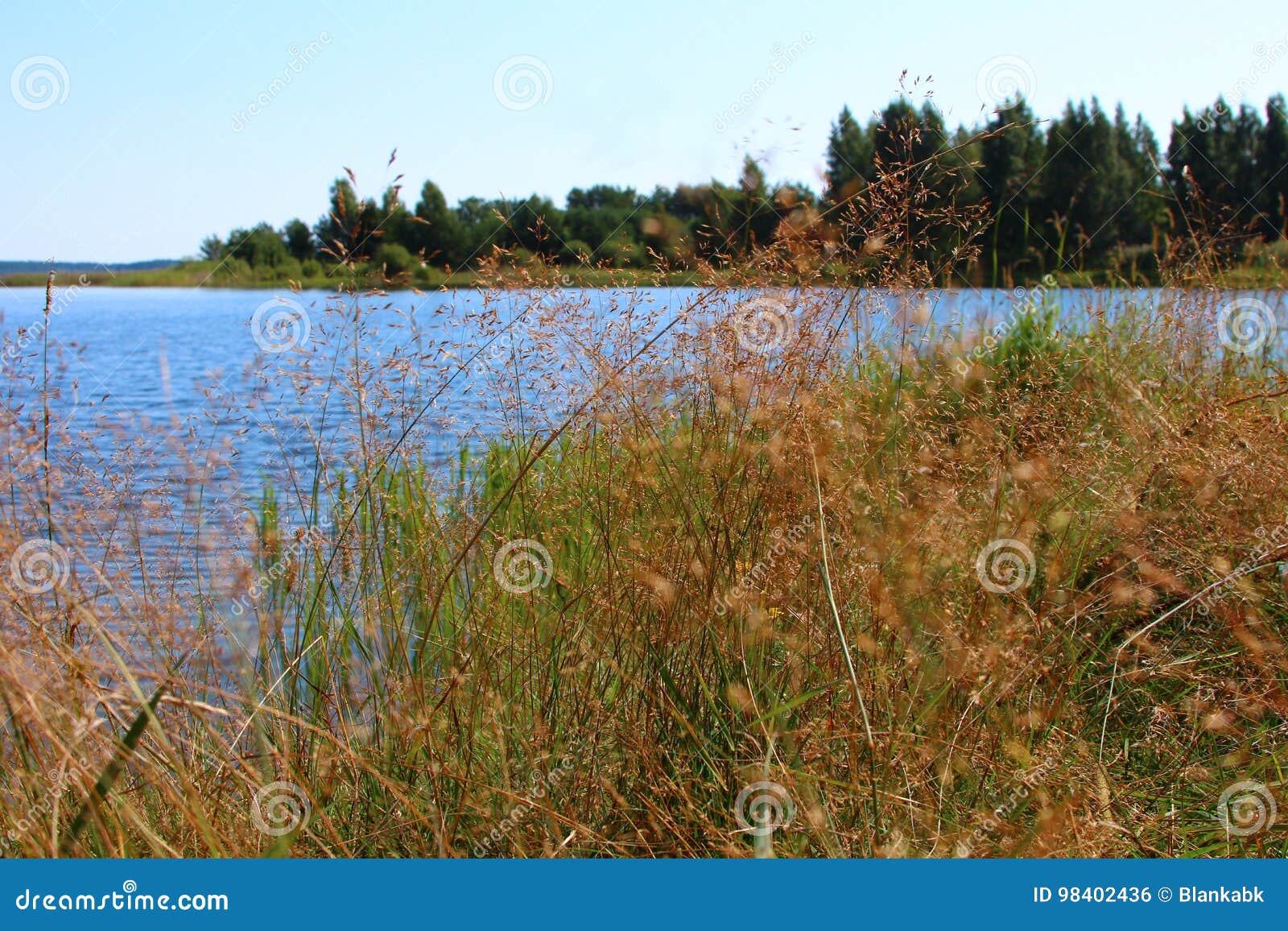 Beautiful Dense Green Forest on the Blue Lake Stock Photo - Image of ...