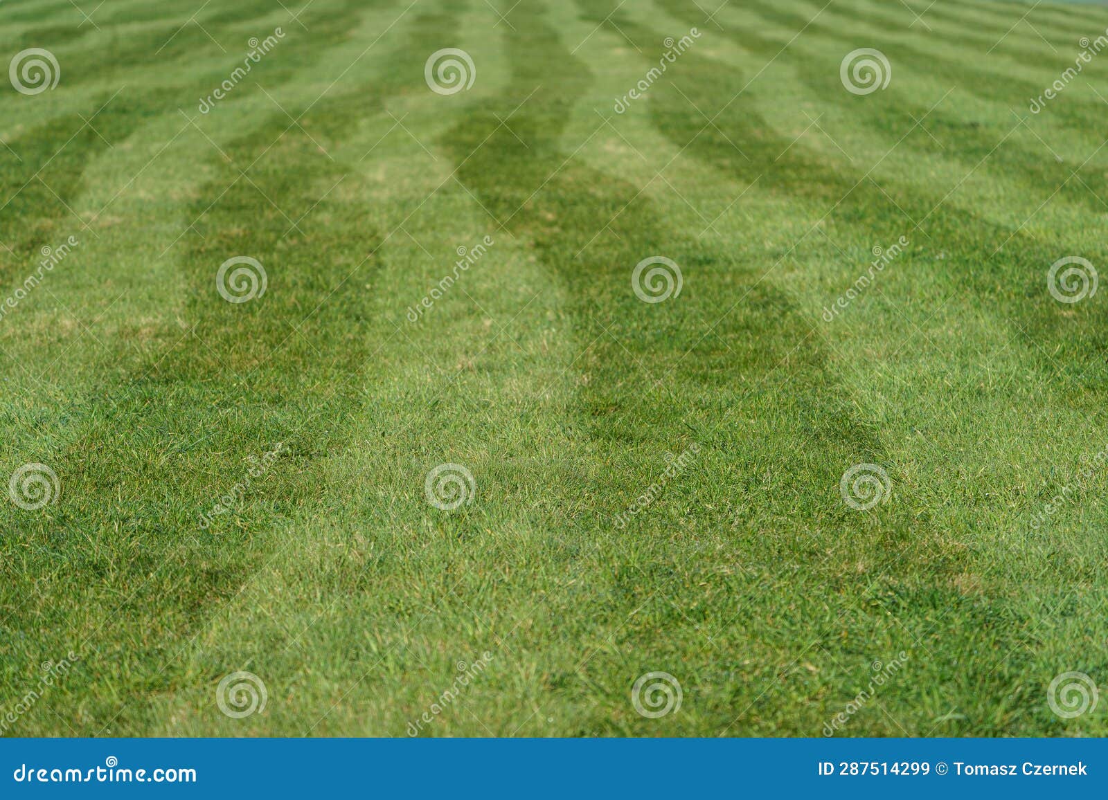 Beautiful Dense Green Grass, Mowed in Irregular Stripes Stock Image ...