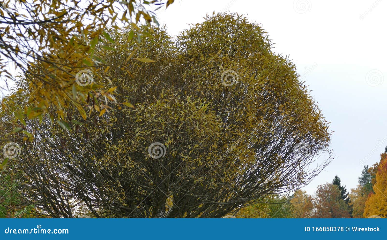 Beautiful Dense Tree Growing in the Park in Autumn Stock Photo - Image ...