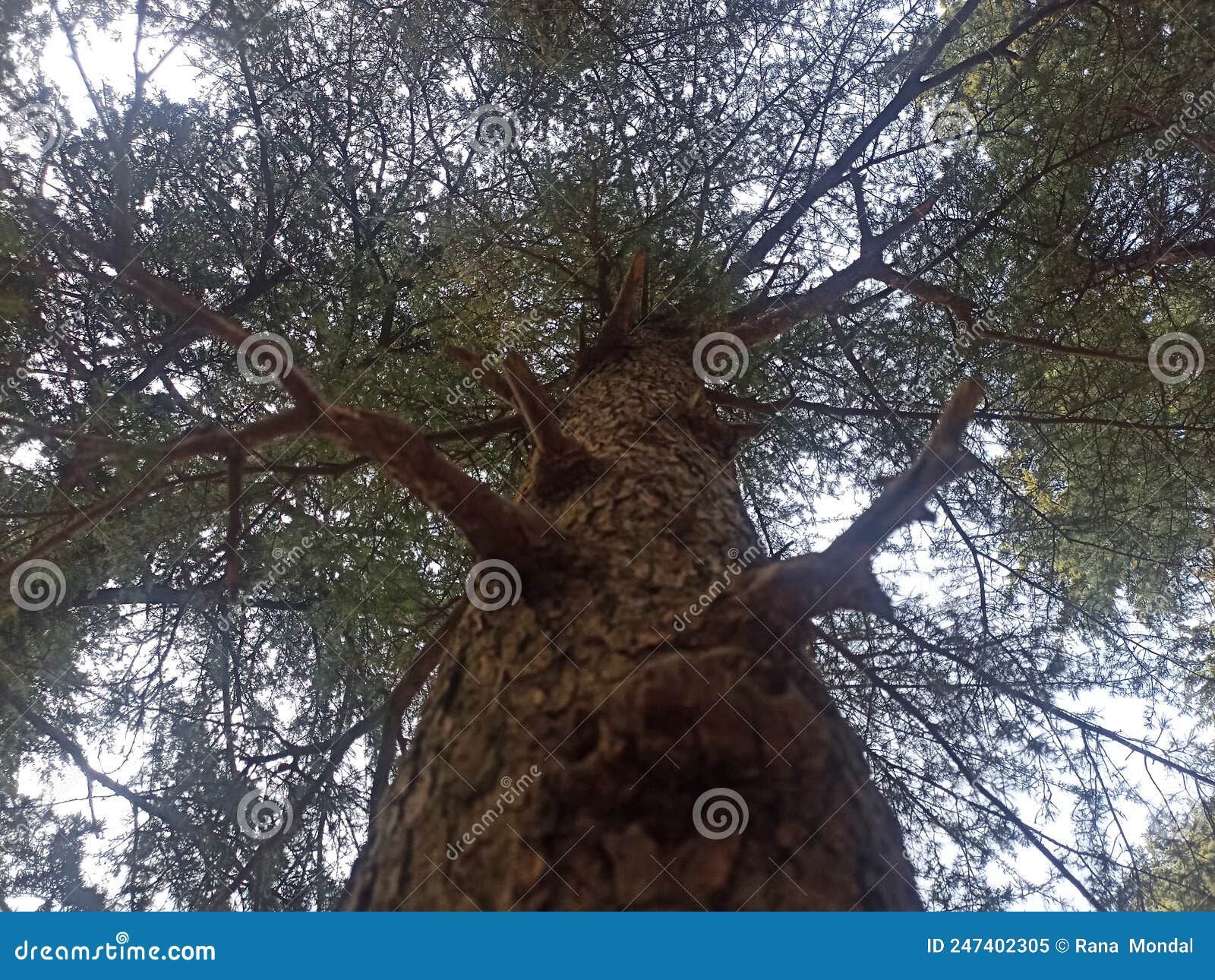 A Beautiful Deodhar Tree is Standing Straight Stock Image - Image of ...