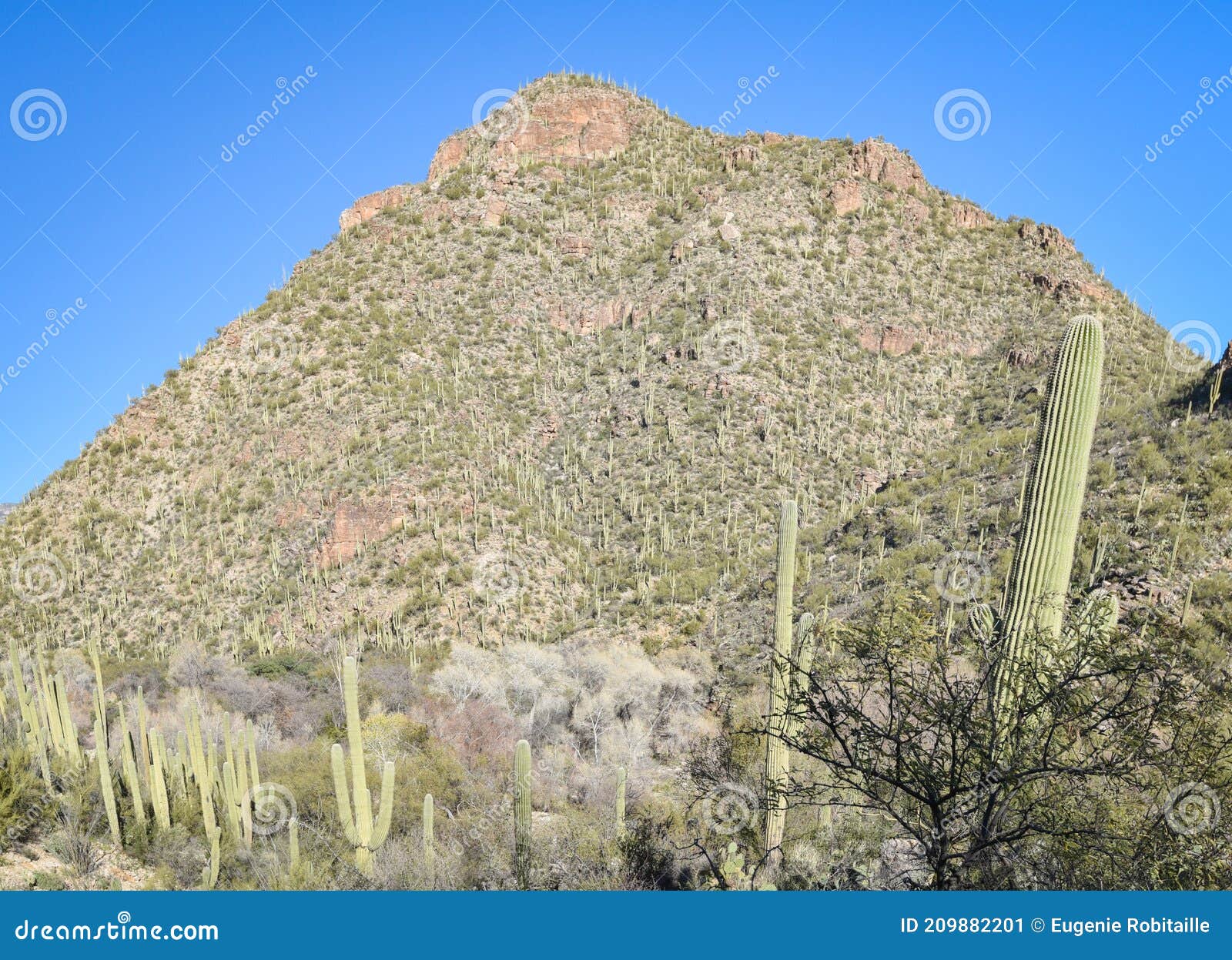 Beautiful Desert Landscape stock image. Image of area - 209882201