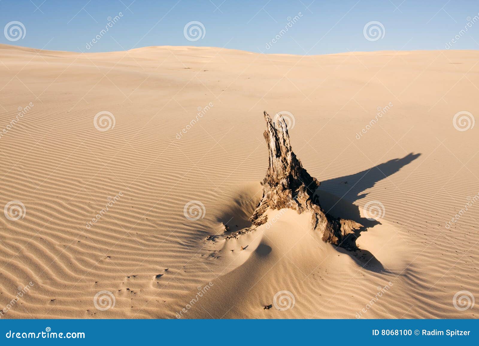 Beautiful Desert Landscape Dead Tree Log Photos - Free & Royalty-Free ...