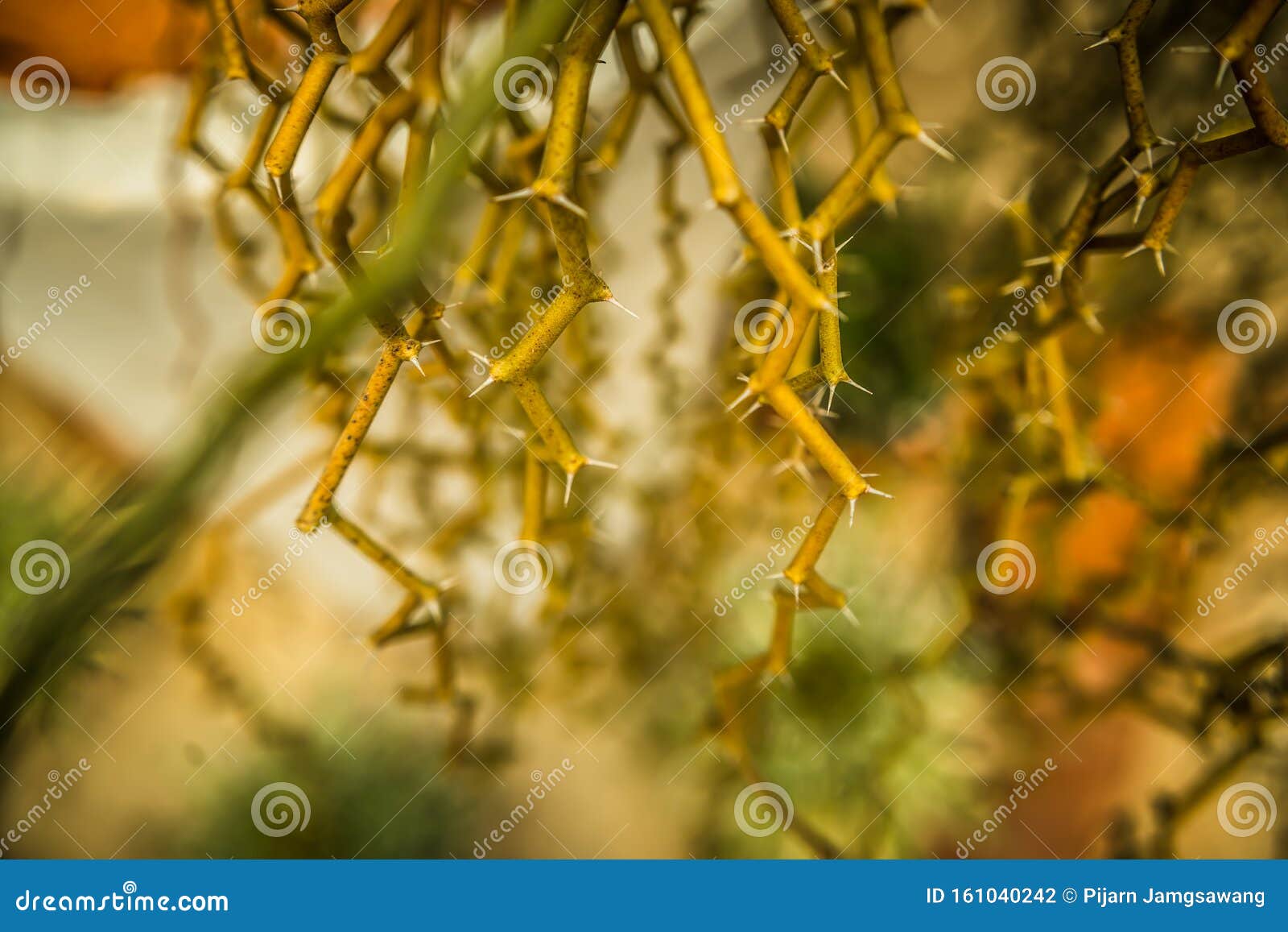 Beautiful Desert Plants in the Garden Stock Photo - Image of desert ...
