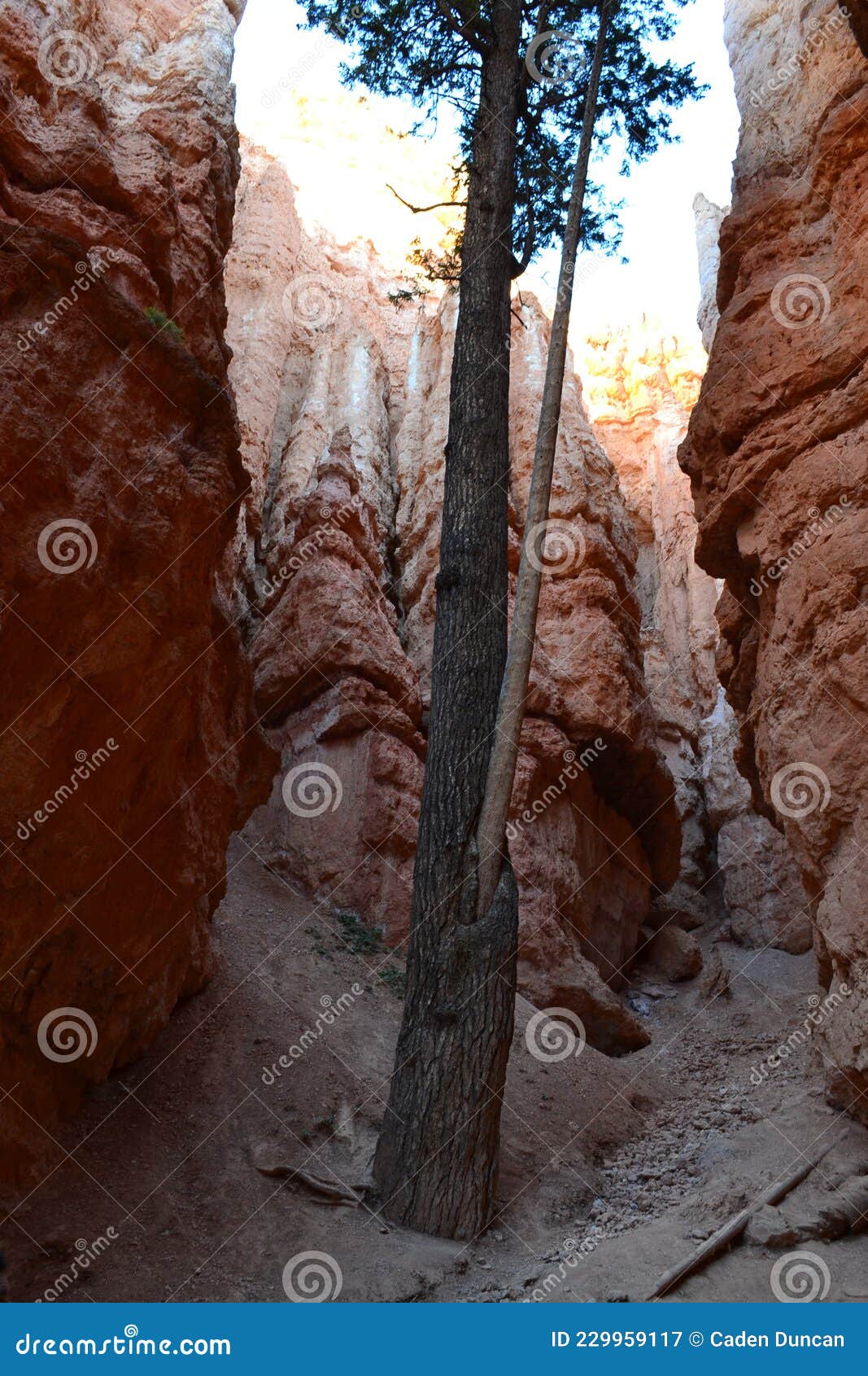 The Rocks of Bryce Canyon Utah Stock Image - Image of autumn, rocks ...