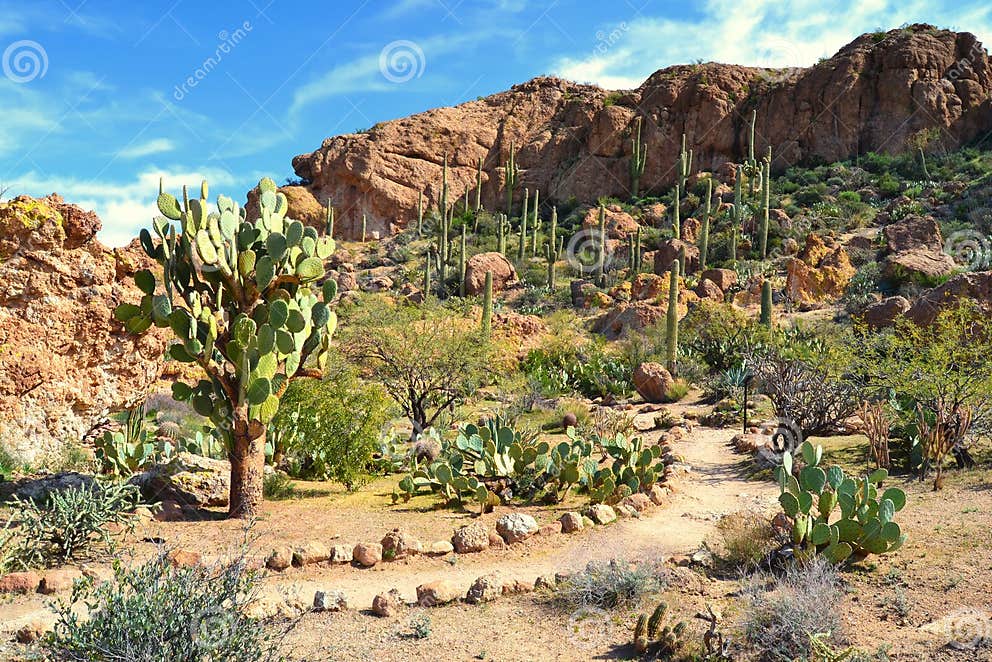 A Beautiful Desert Scene stock photo. Image of desert - 38116552