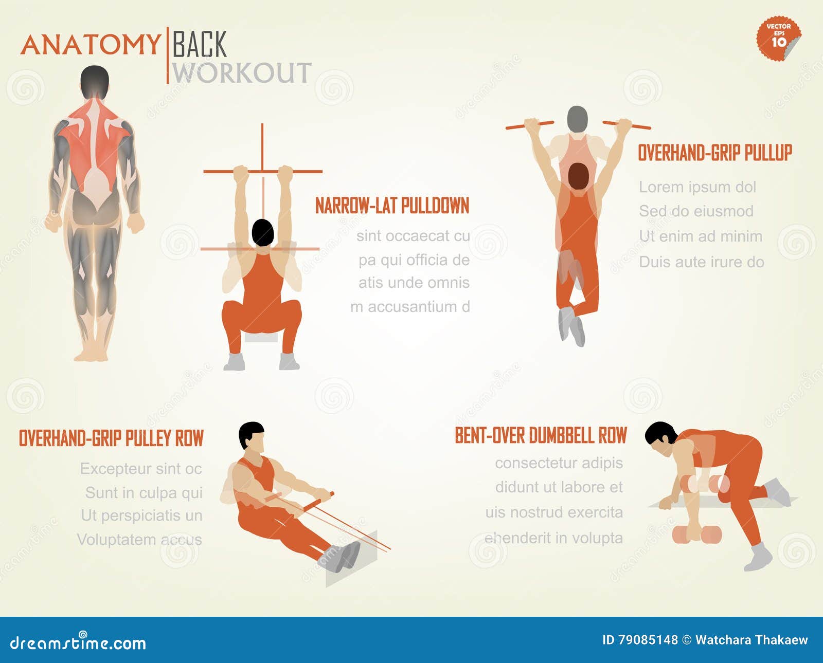 Abdominal And Back Muscle System. Pectoralis Major Muscle, Muscles ...