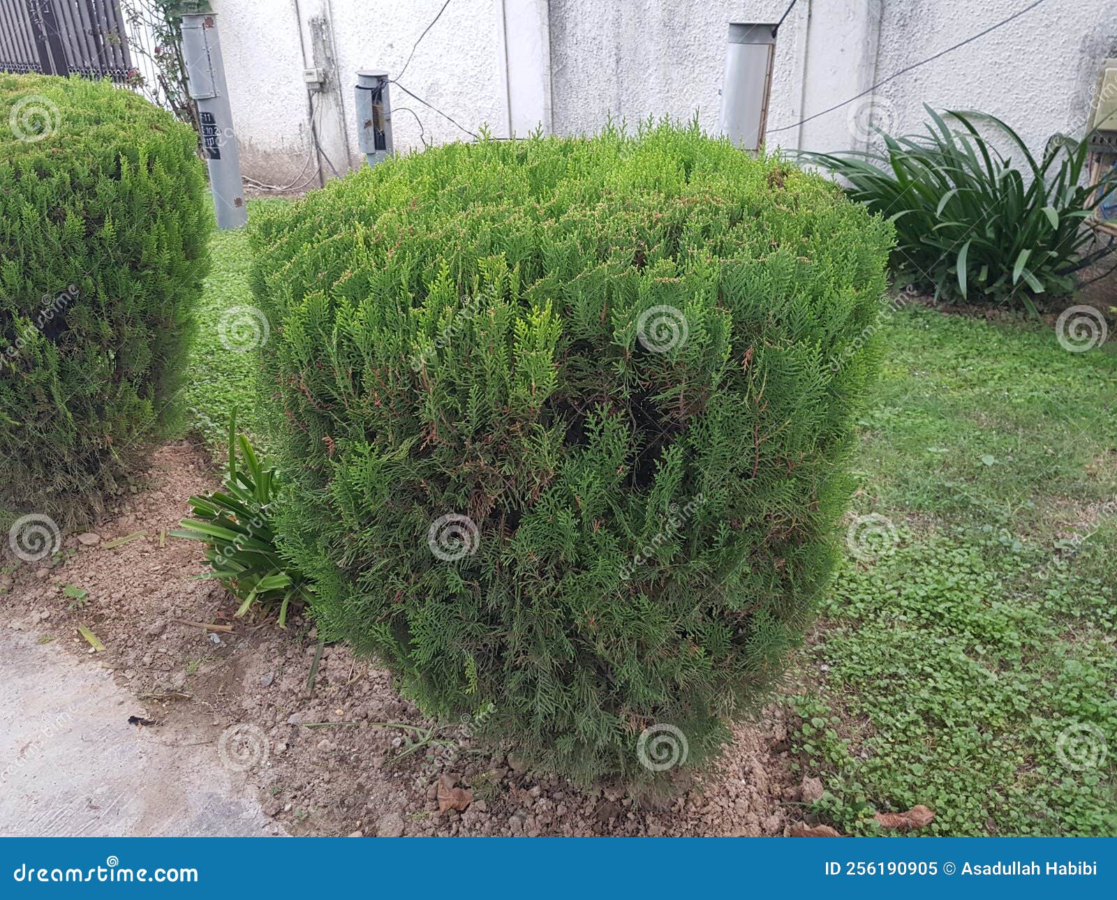 Beautiful designed bush stock image. Image of leaf, vegetation - 256190905