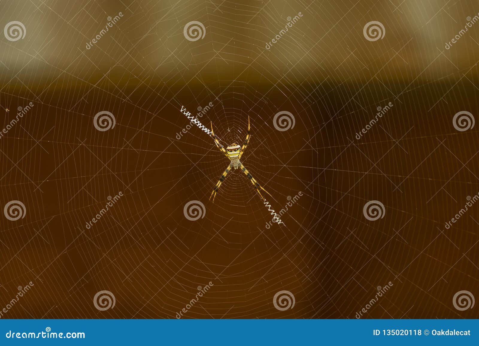 Female Signature Spider in Web Stock Photo - Image of hairy, striped ...