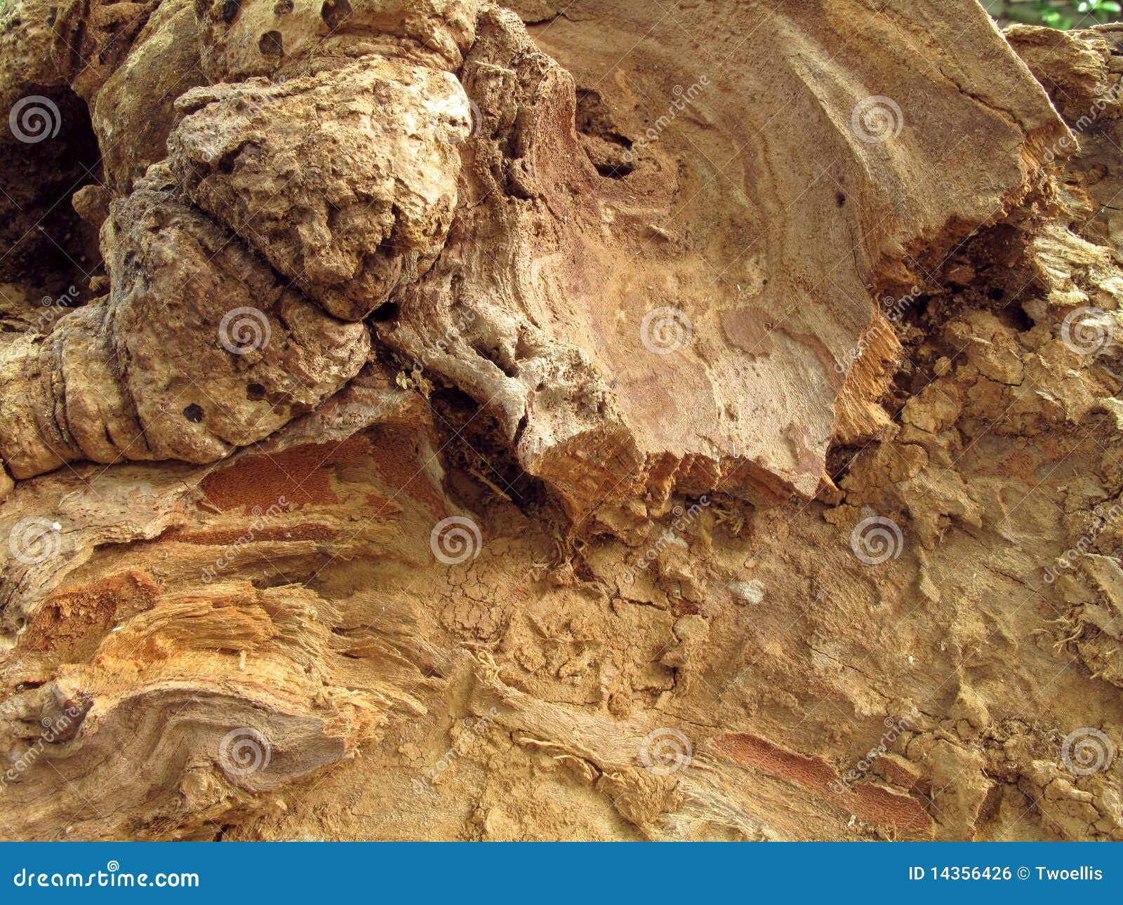 Beautiful Detail of Ancient Cherry Tree Stock Photo - Image of abstract ...