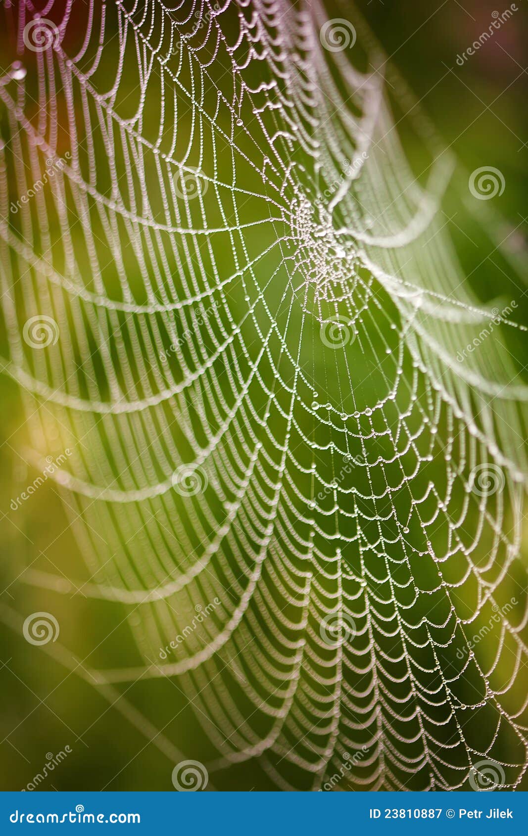 Beautiful Detail of the Cobwebs Stock Image - Image of catch, cobweb ...