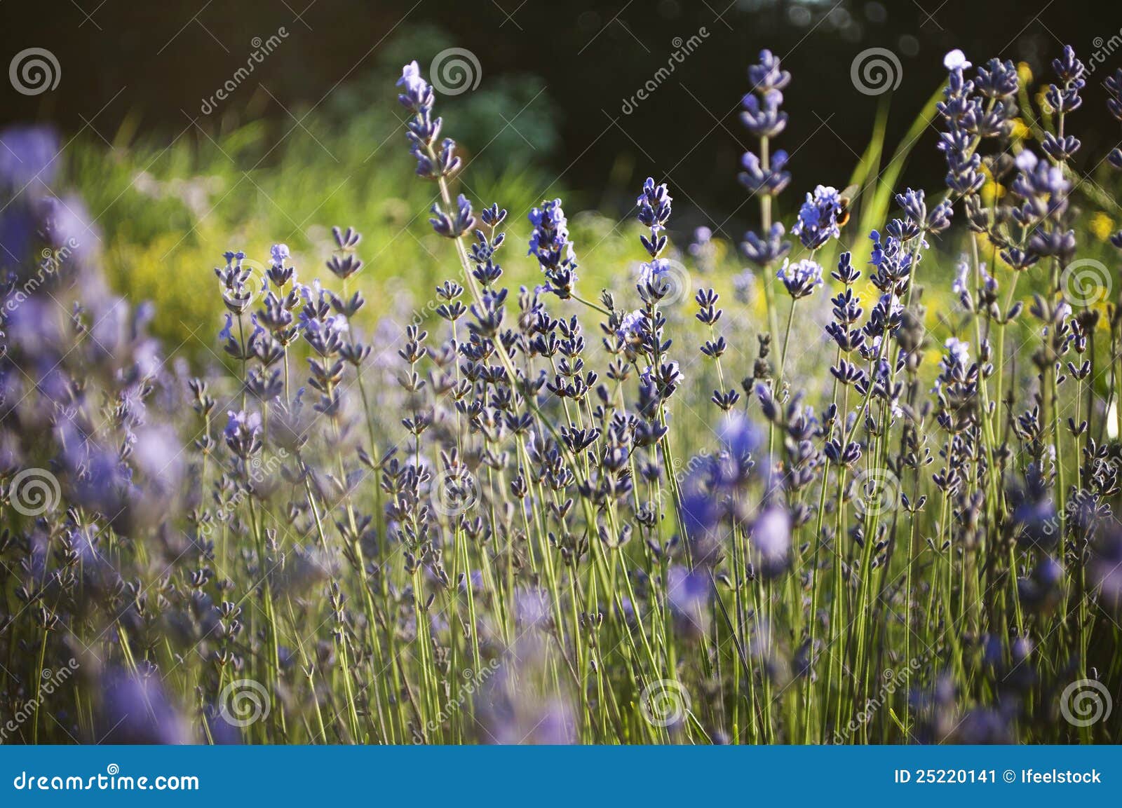 Beautiful Detail of a Lavender Field Stock Image - Image of france ...