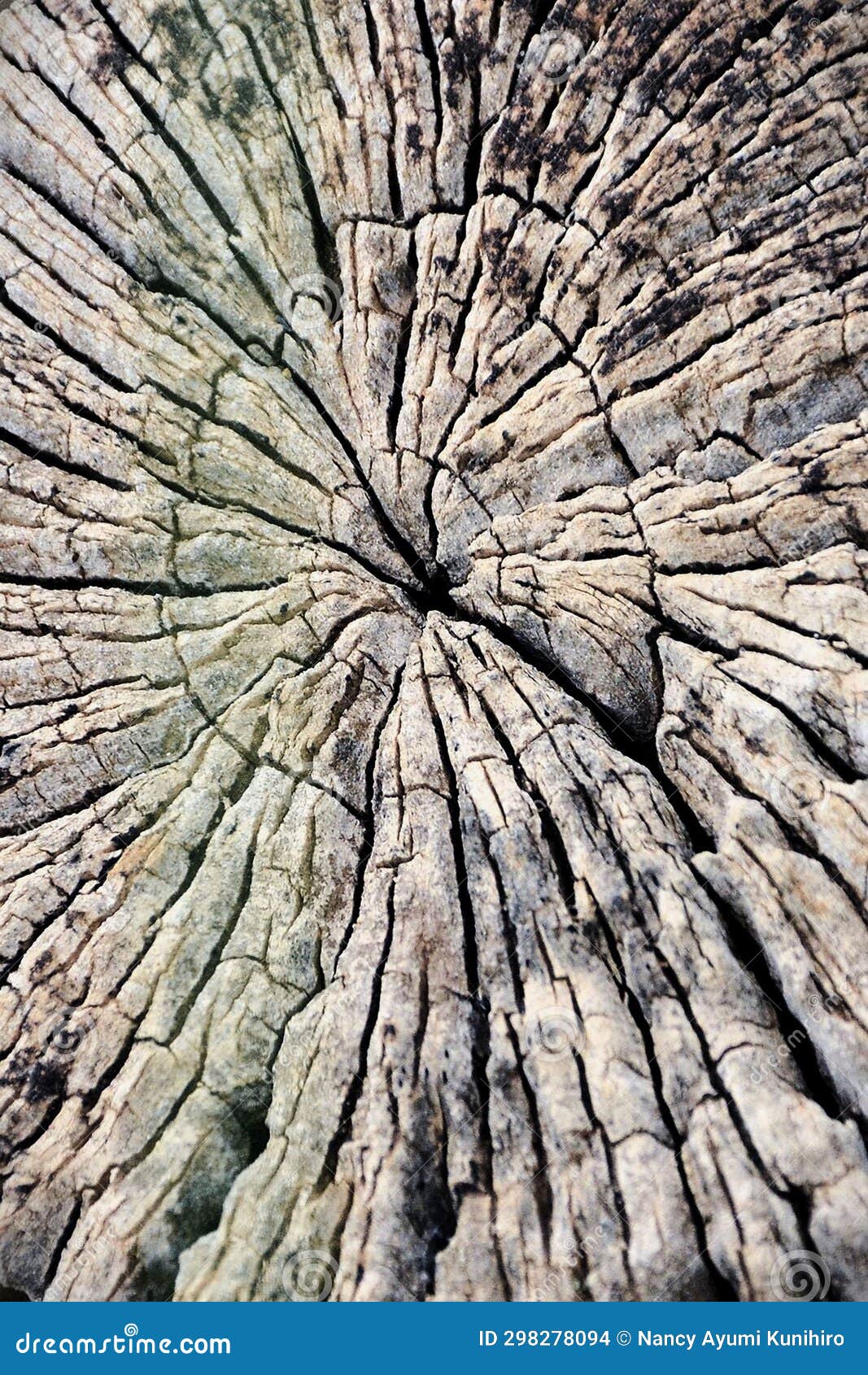 Beautiful Detail of the Texture of a Dry Trunk Stock Photo - Image of ...