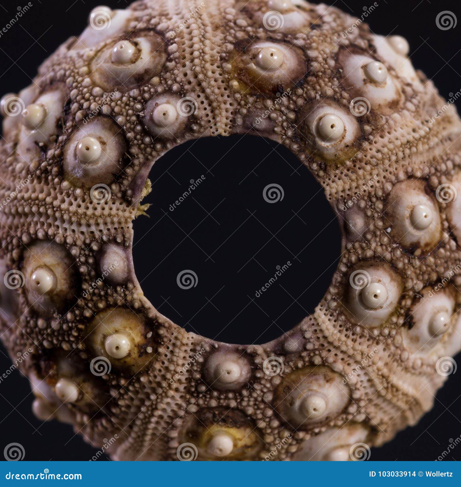 Sea shell details stock photo. Image of expanded, seashell - 103033914