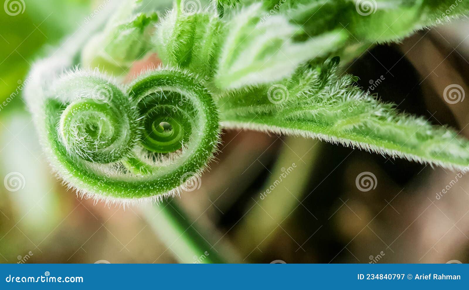 Beautiful Details of Plant Stem Stock Image - Image of floral, fresh ...