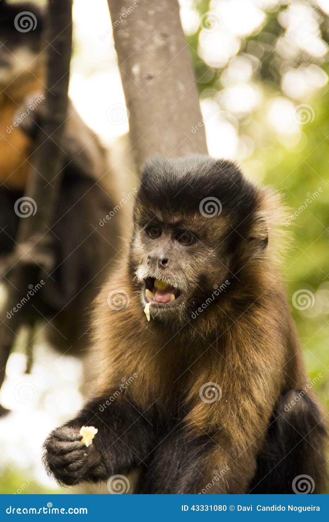 Real Devil Monkey