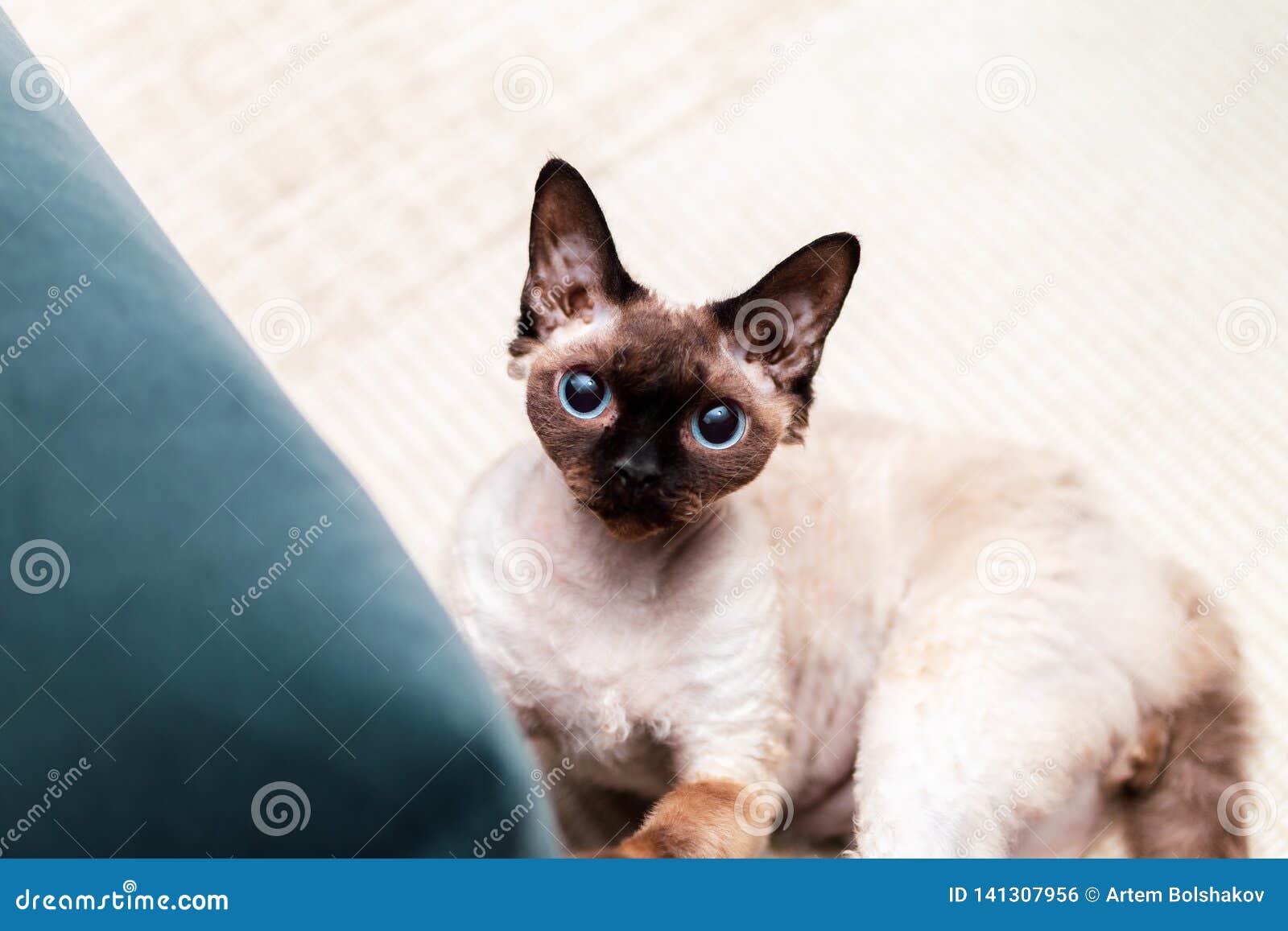 Beautiful Devon Rex Cat Blu Point Type in the Home Interior. Selective ...