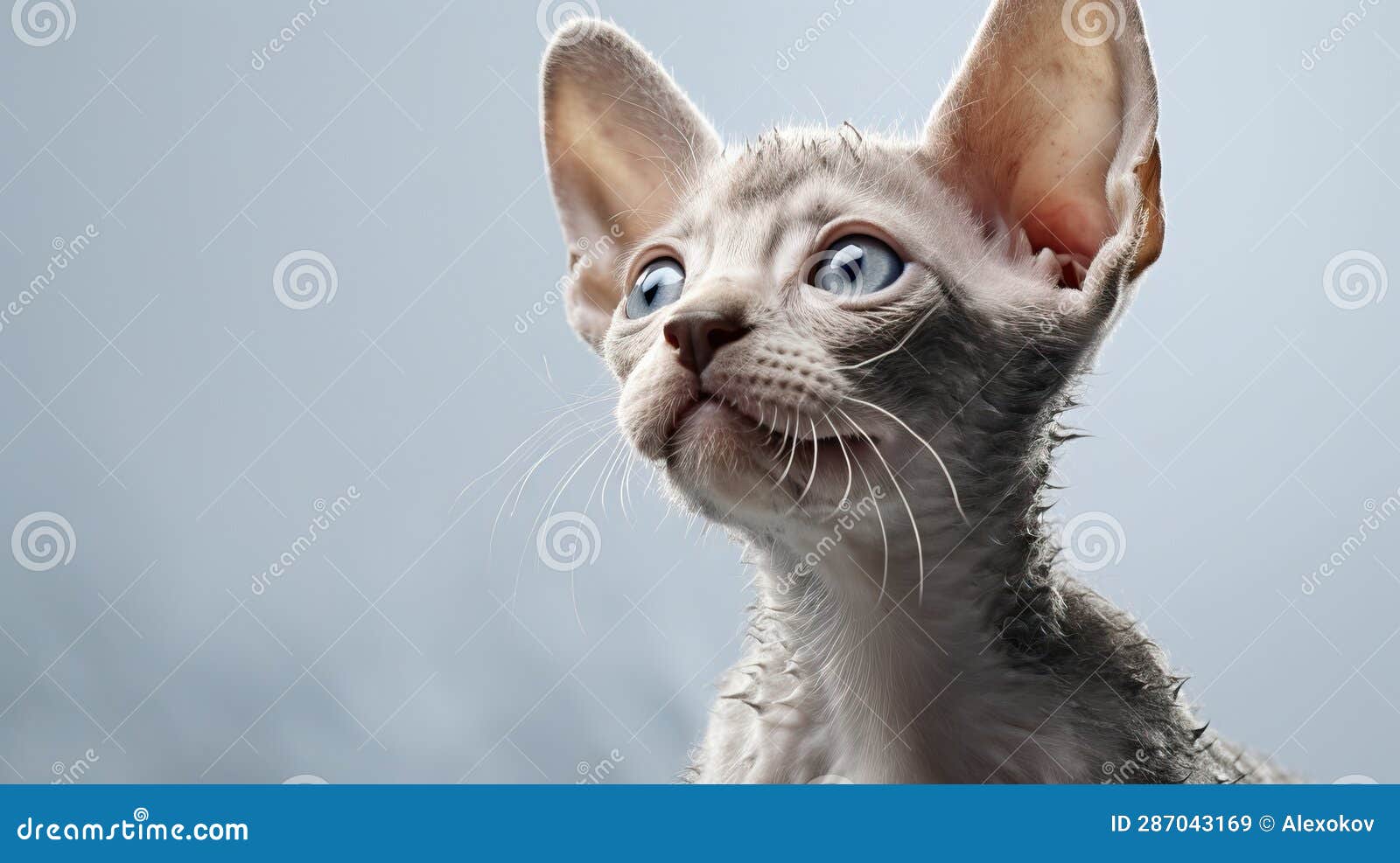Beautiful Devon Rex Blue Cat Isolated On White Background Royalty-Free ...