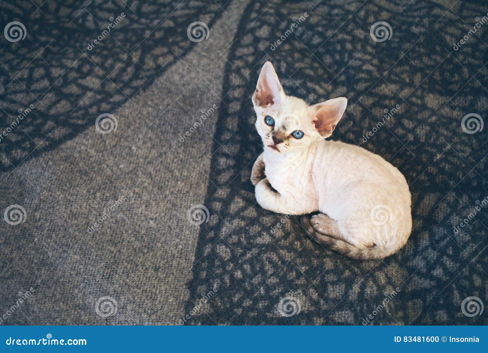 Beautiful Devon Rex Point Tabby Little Kitten is Sitting on a Soft ...