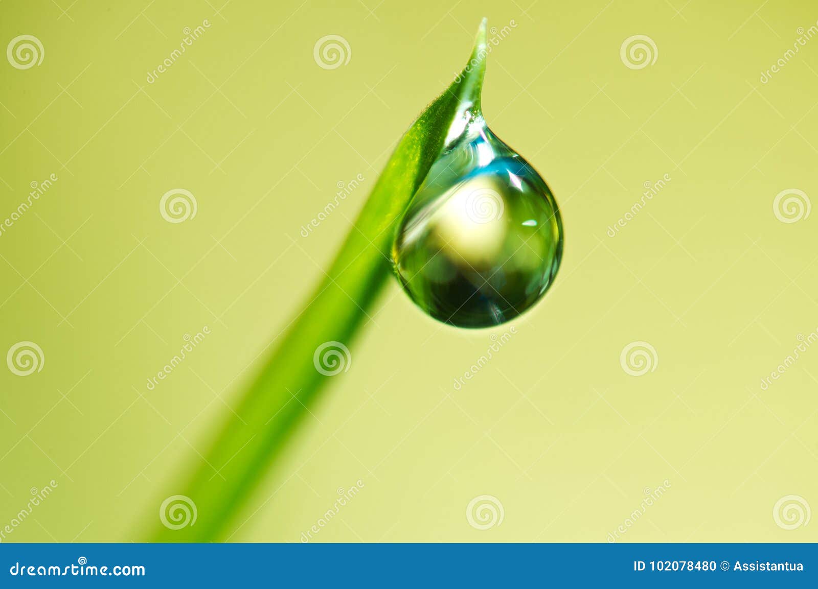 Beautiful Dew Drops on Blade of Grass Macro on Beautiful Soft Li Stock ...